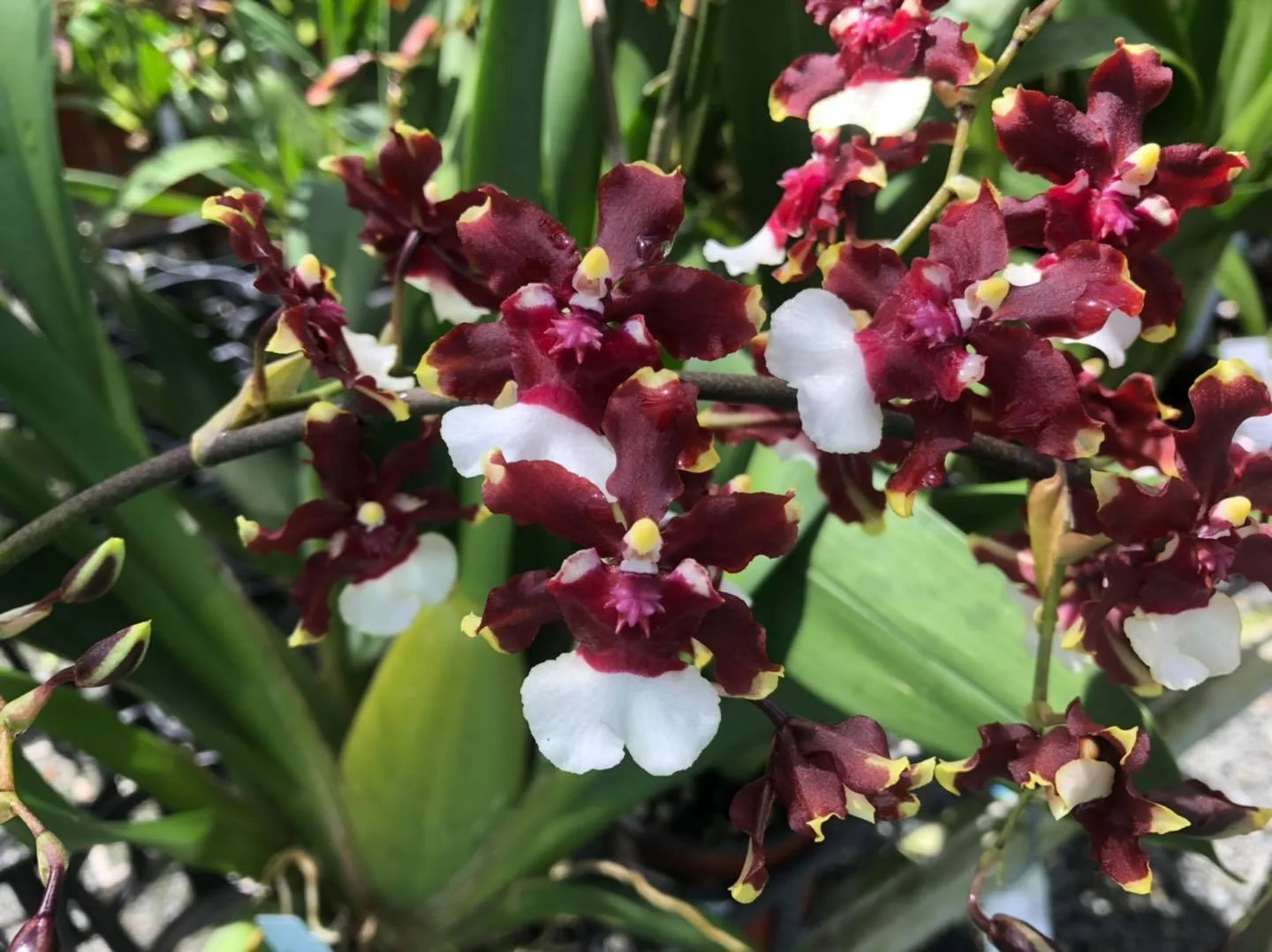 Bredren Orchids Shop — Bredren Orchids