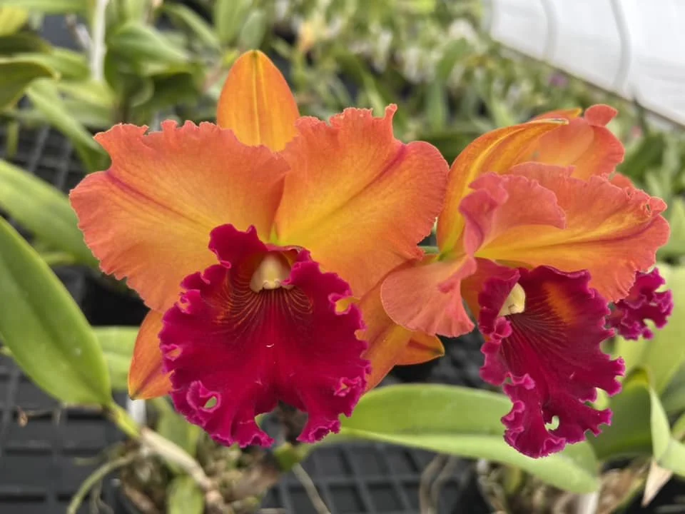 Bredren Orchids Shop — Bredren Orchids