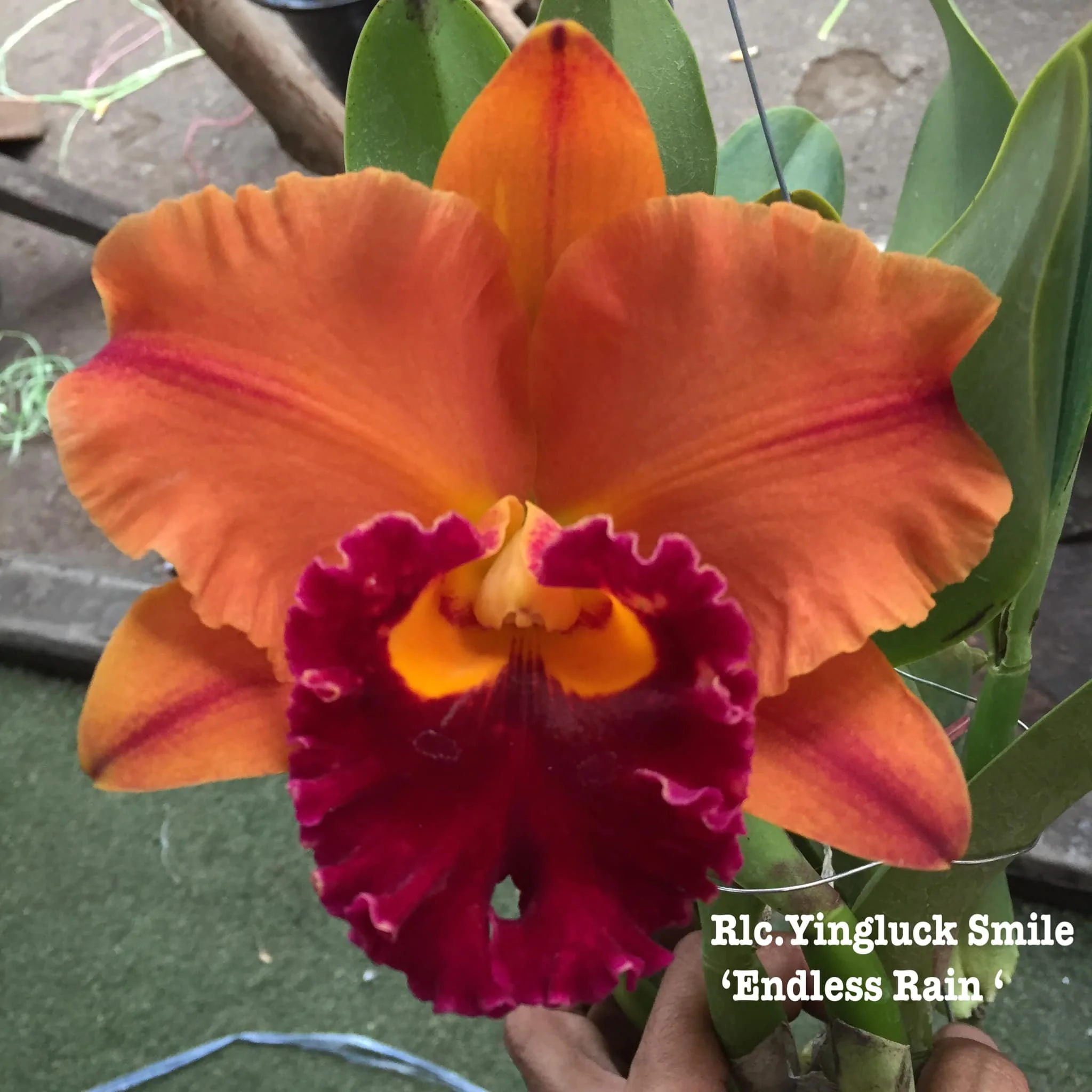 Bredren Orchids Shop — Bredren Orchids