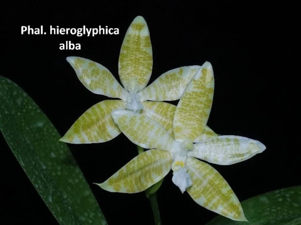 Phal. Bredren's Caribbean Queen — Bredren Orchids