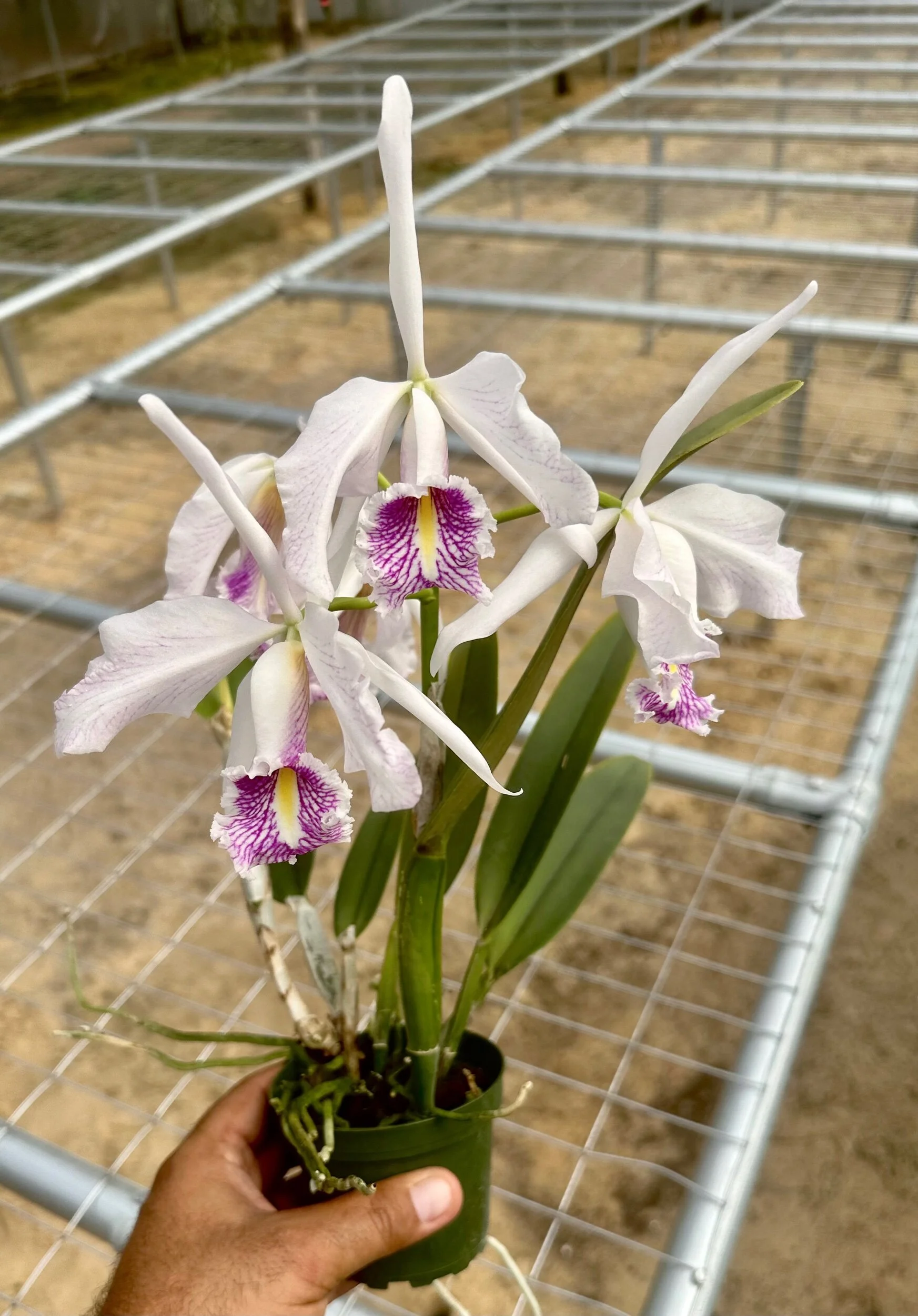 Cattleya — Bredren Orchids Shop — Bredren Orchids