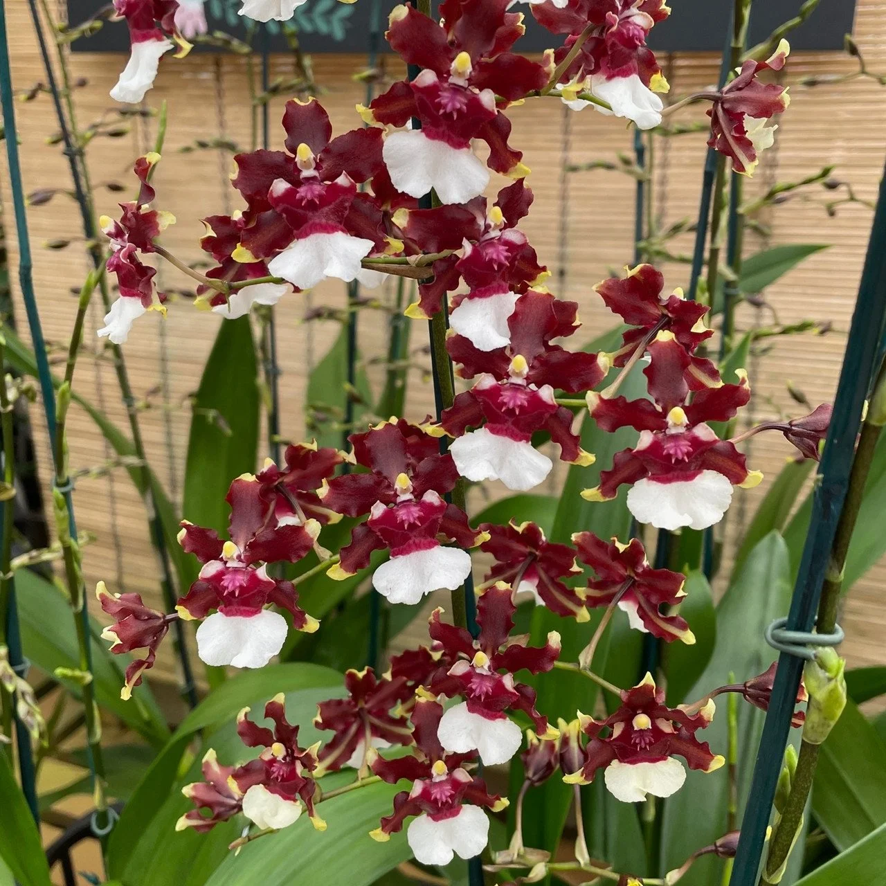 Vanda (Neofinetia) falcata — Bredren Orchids