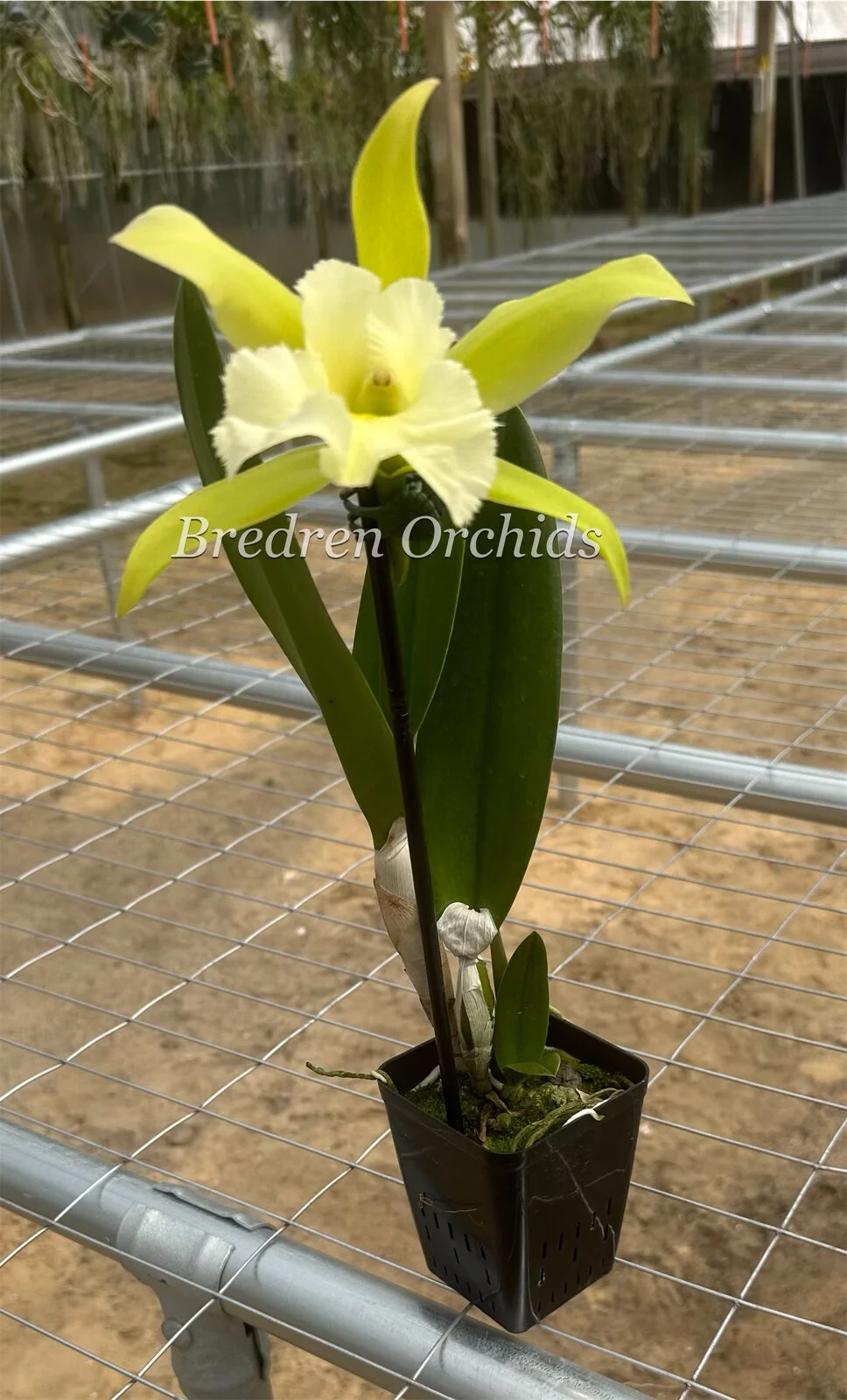 Cattleya — Bredren Orchids Shop — Bredren Orchids