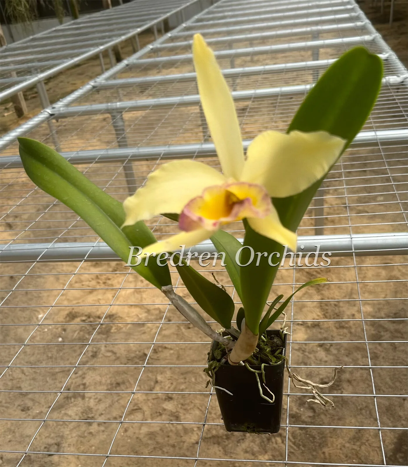 Cattleya — Bredren Orchids Shop — Bredren Orchids