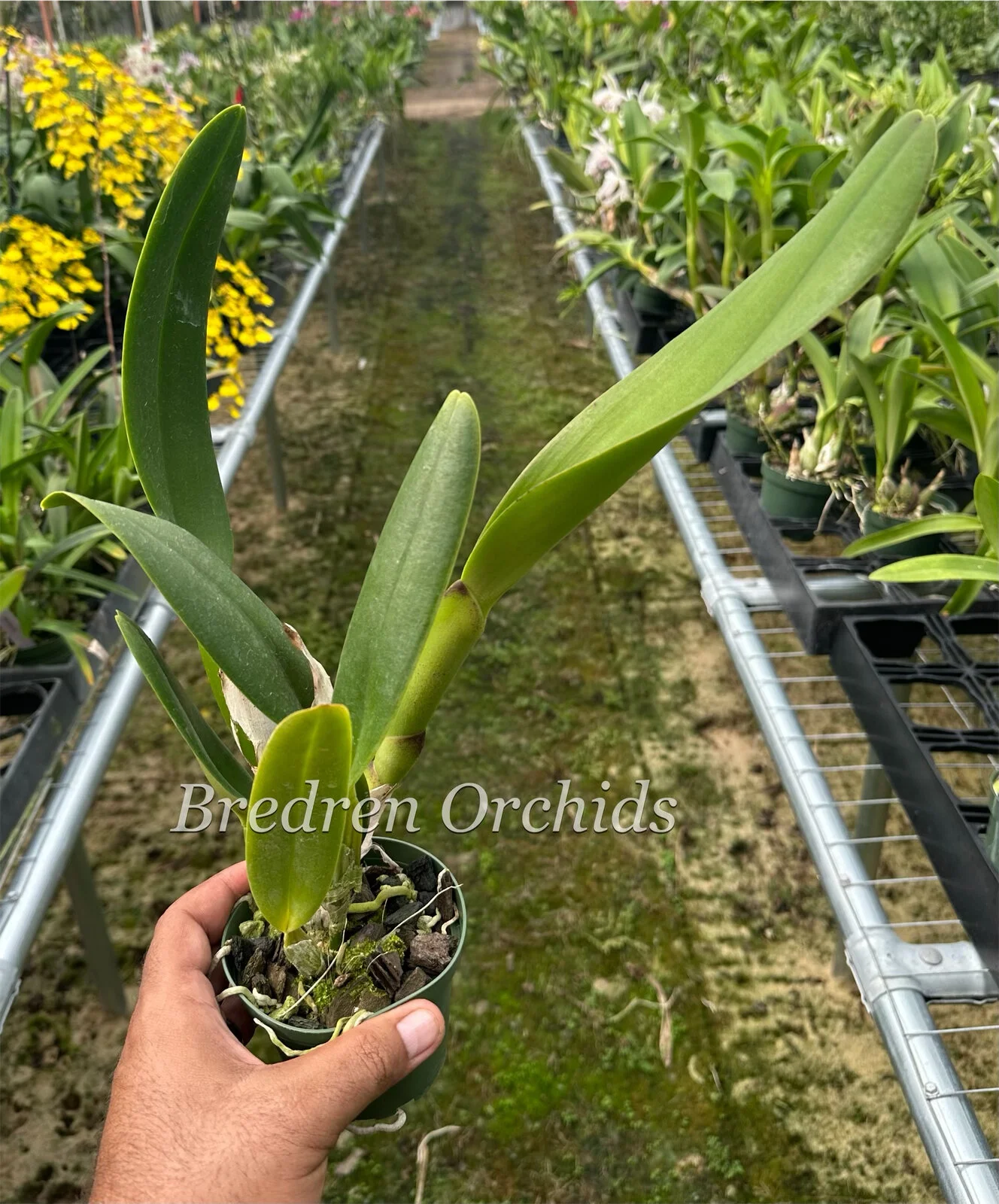 Bredren Orchids Shop — Bredren Orchids