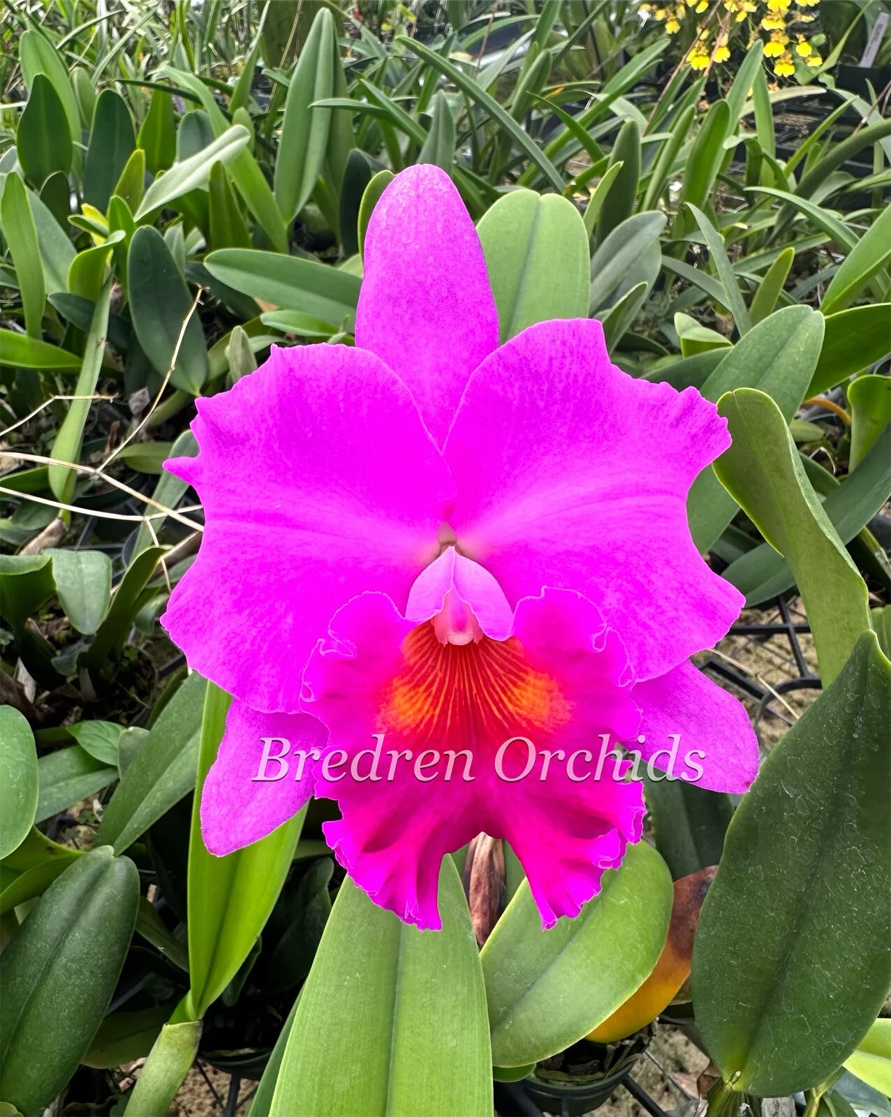 Bredren Orchids Shop — Bredren Orchids