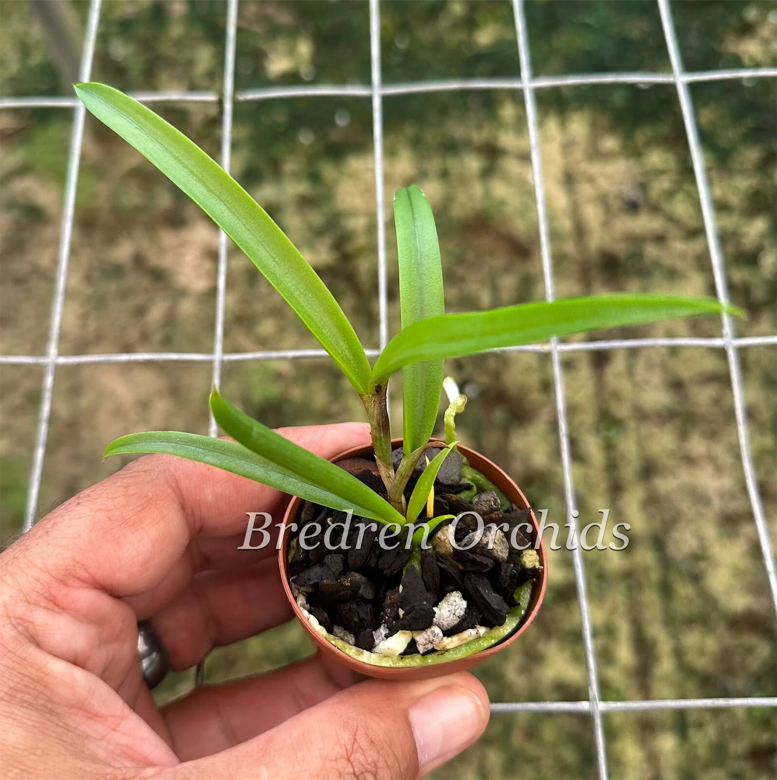 Bredren Orchids Shop — Bredren Orchids