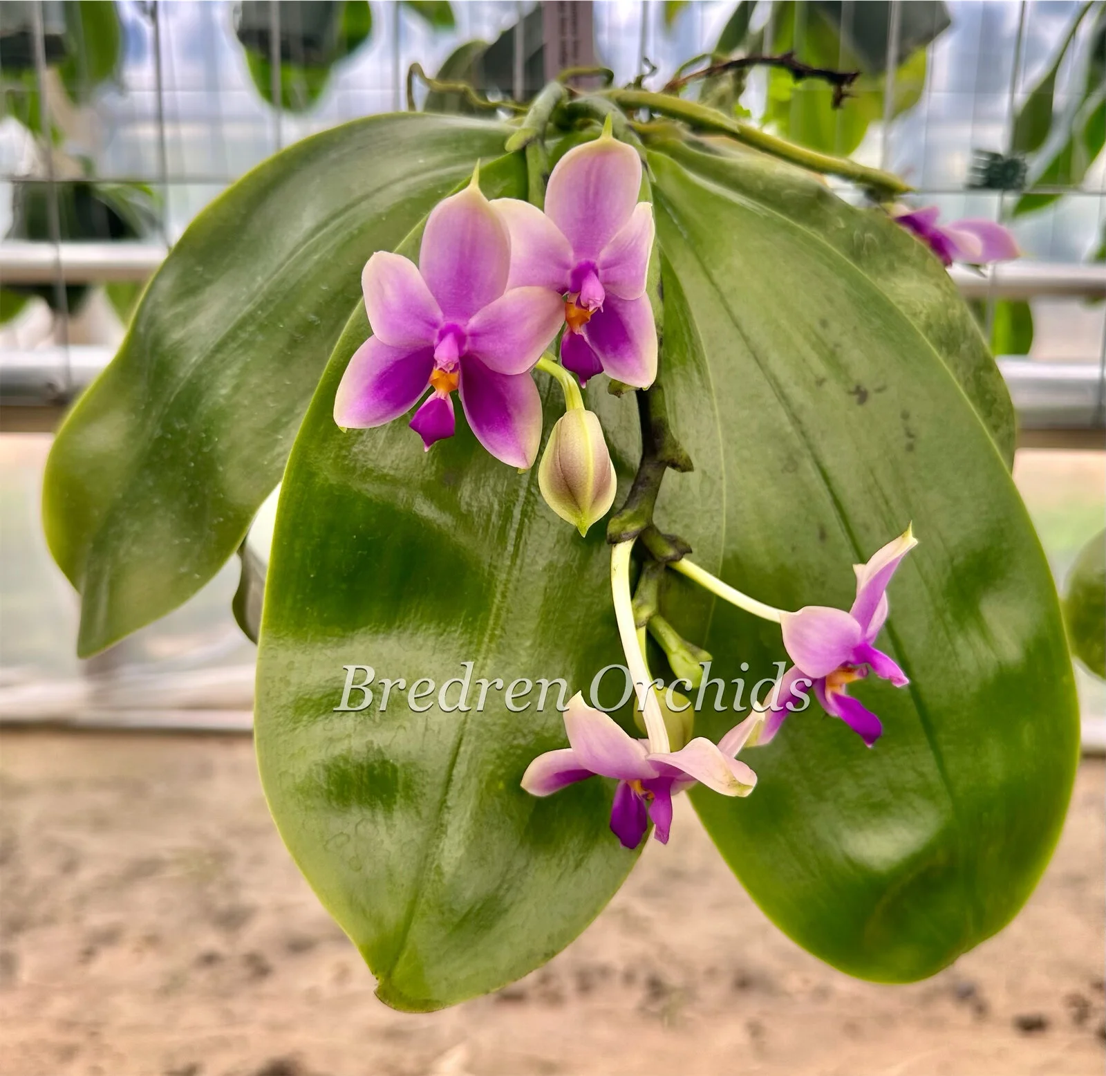 Bredren Orchids Shop — Bredren Orchids