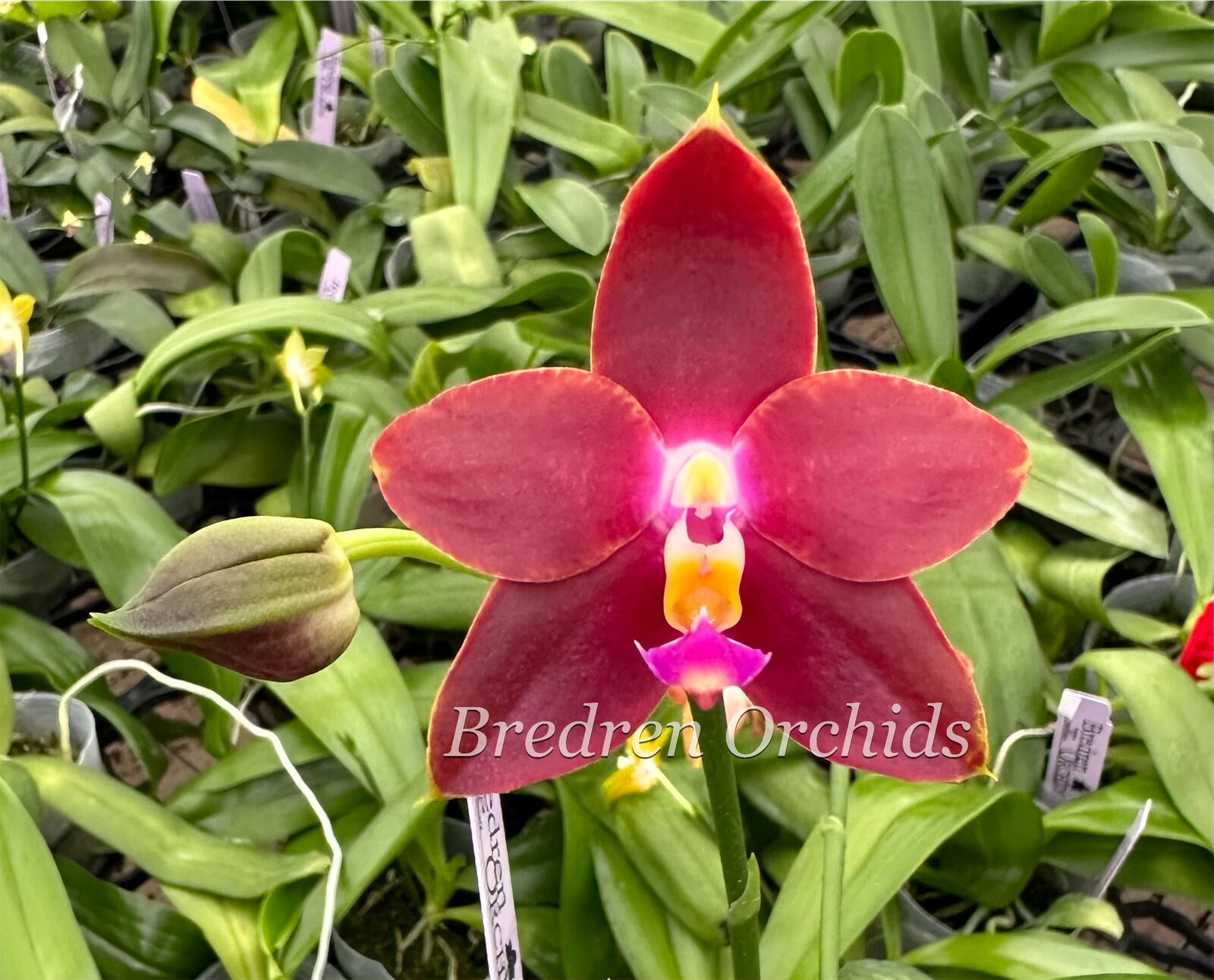 Bredren Orchids Shop — Bredren Orchids