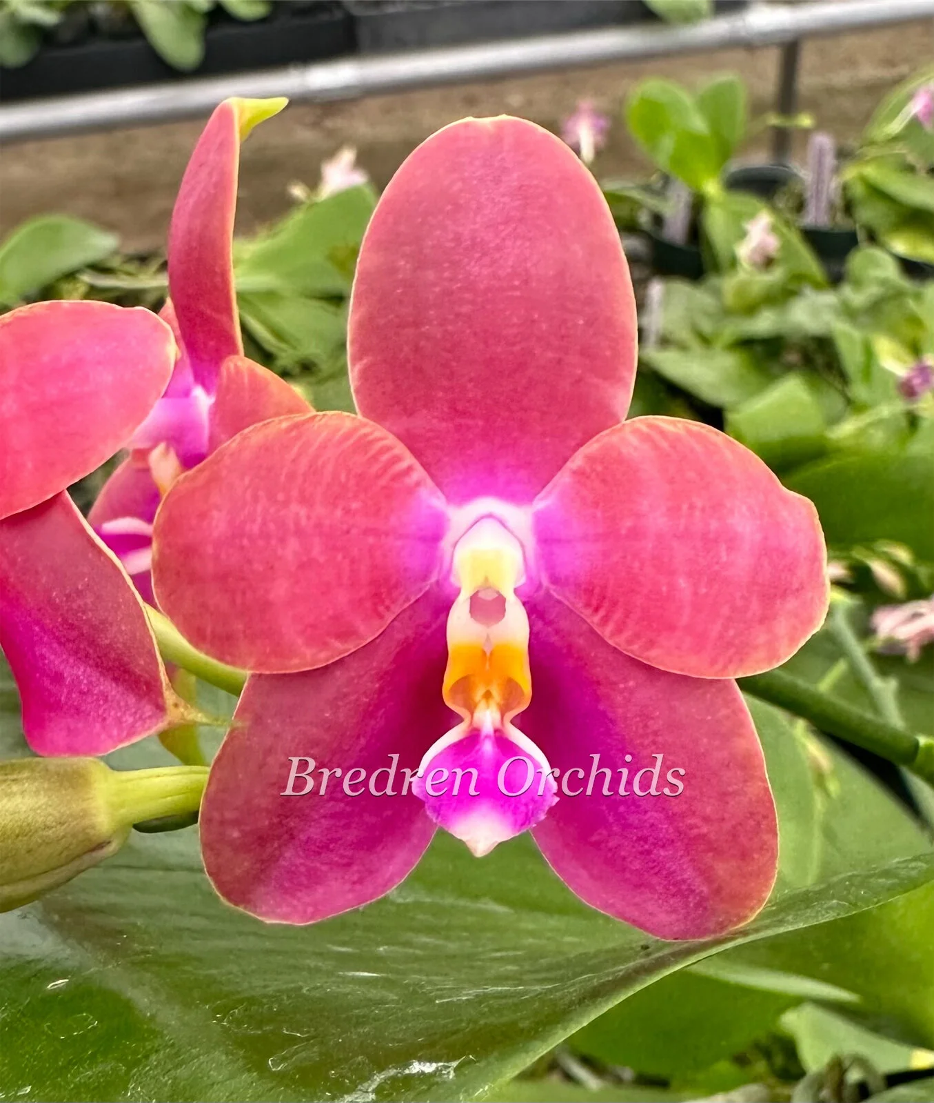 Bredren Orchids Shop — Bredren Orchids