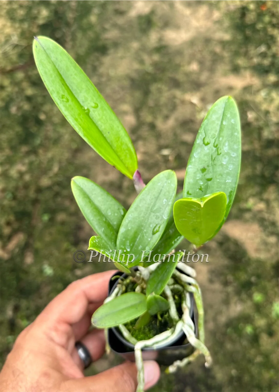 Bredren Orchids Shop — Bredren Orchids