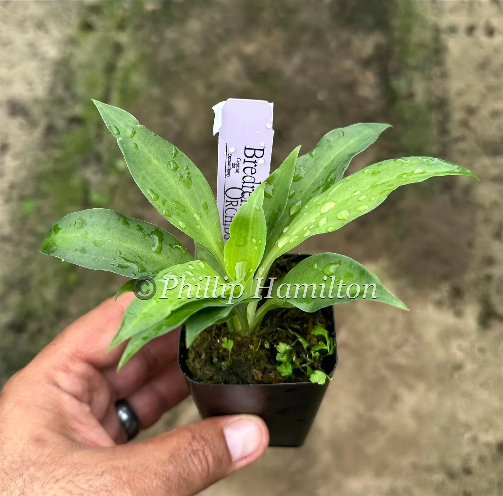 Bredren Orchids Shop — Bredren Orchids