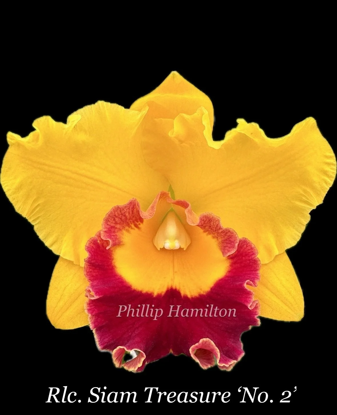 Encyclia rufa (yellow form) x self — Bredren Orchids