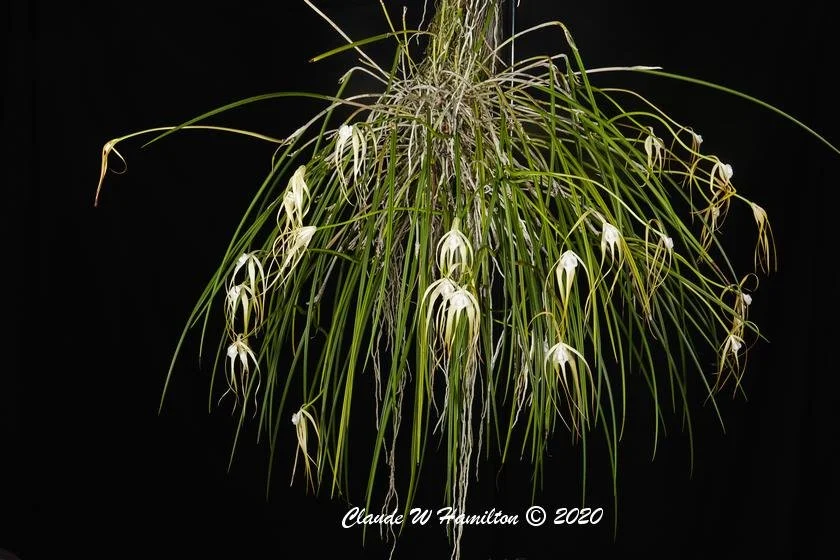 Pcv. Key Lime Stars x Rlc. Toshie Aoki ‘Pizzaz’ AM/AOS — Bredren Orchids