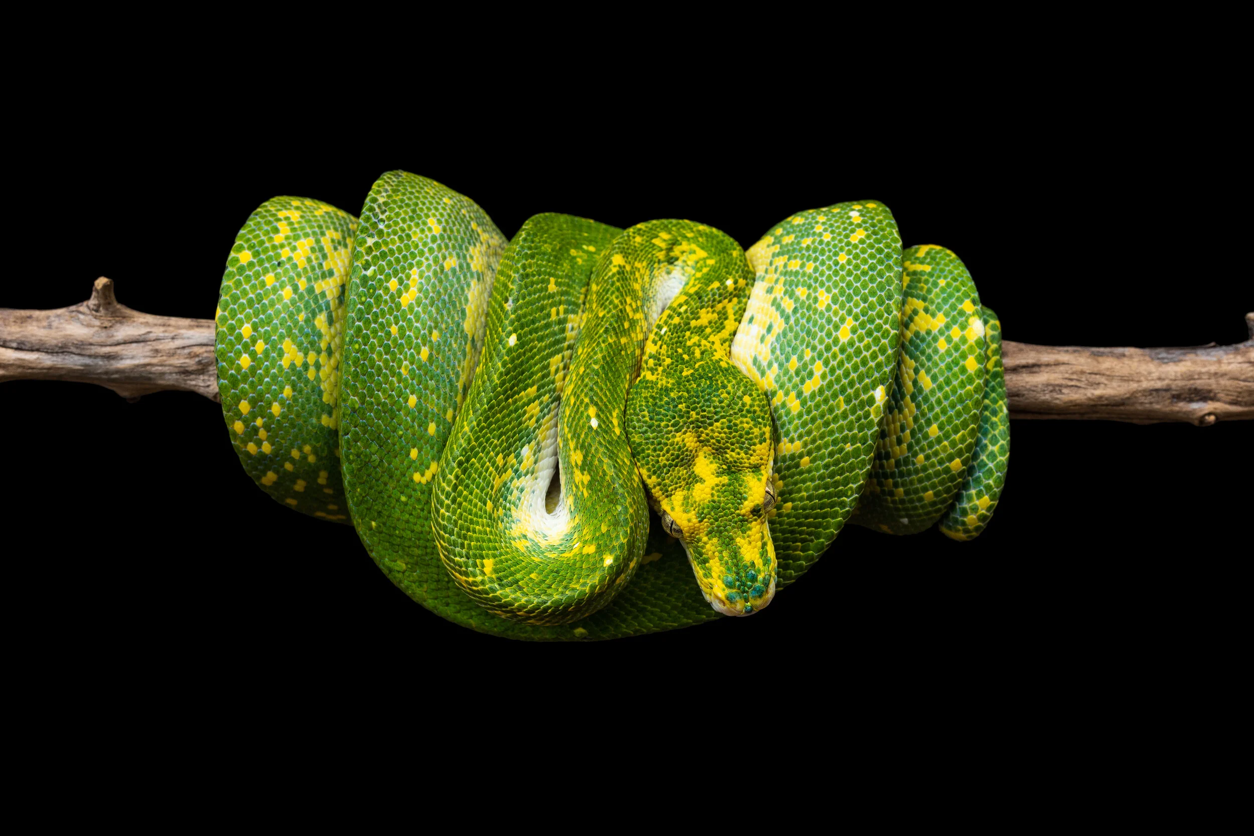 Cal Blue — Texas Chondros