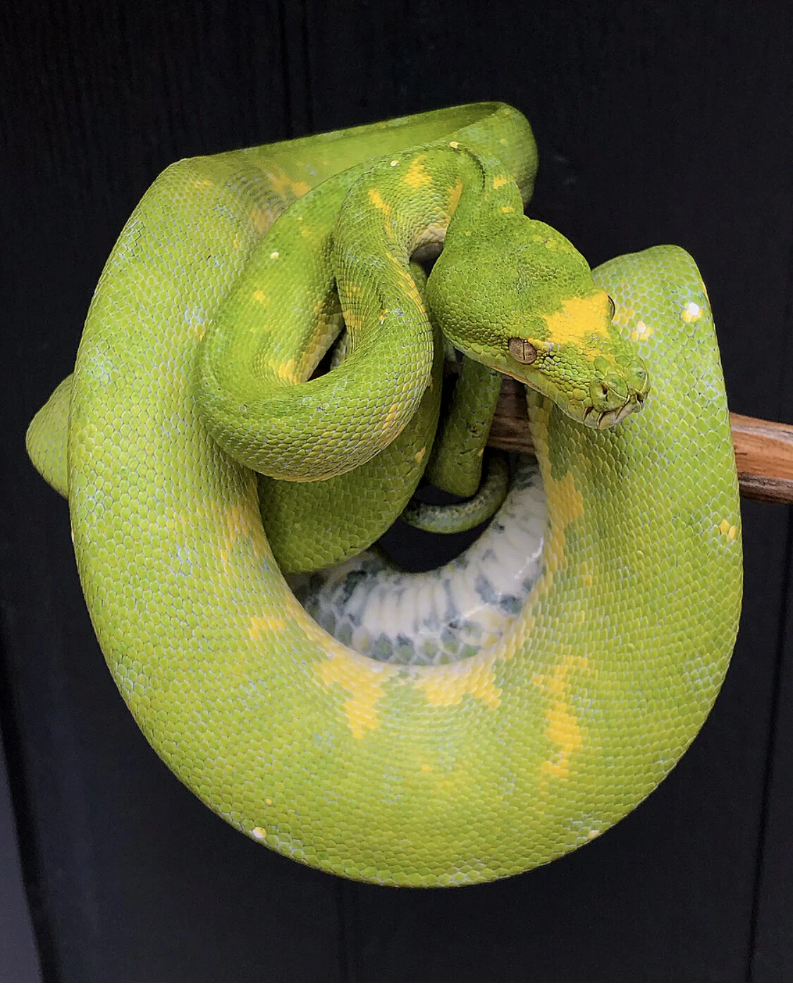 Little Red — Texas Chondros