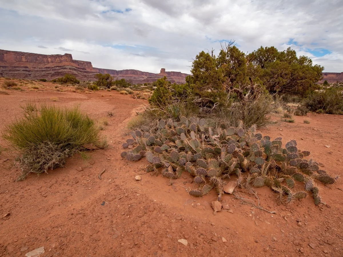 Canyonland Cactus Patch — Karl Hunter Photography
