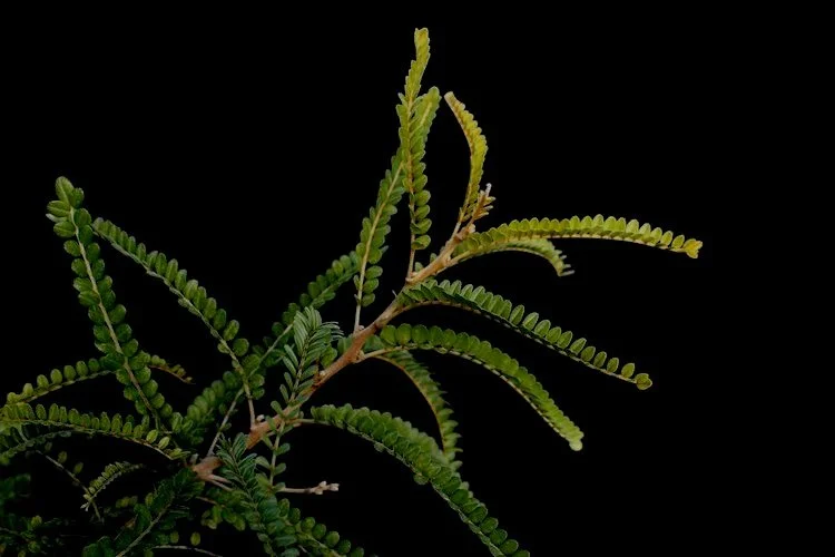 About Us — KiwiColour Nursery