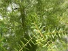 Podocarpus totara — KiwiColour Nursery