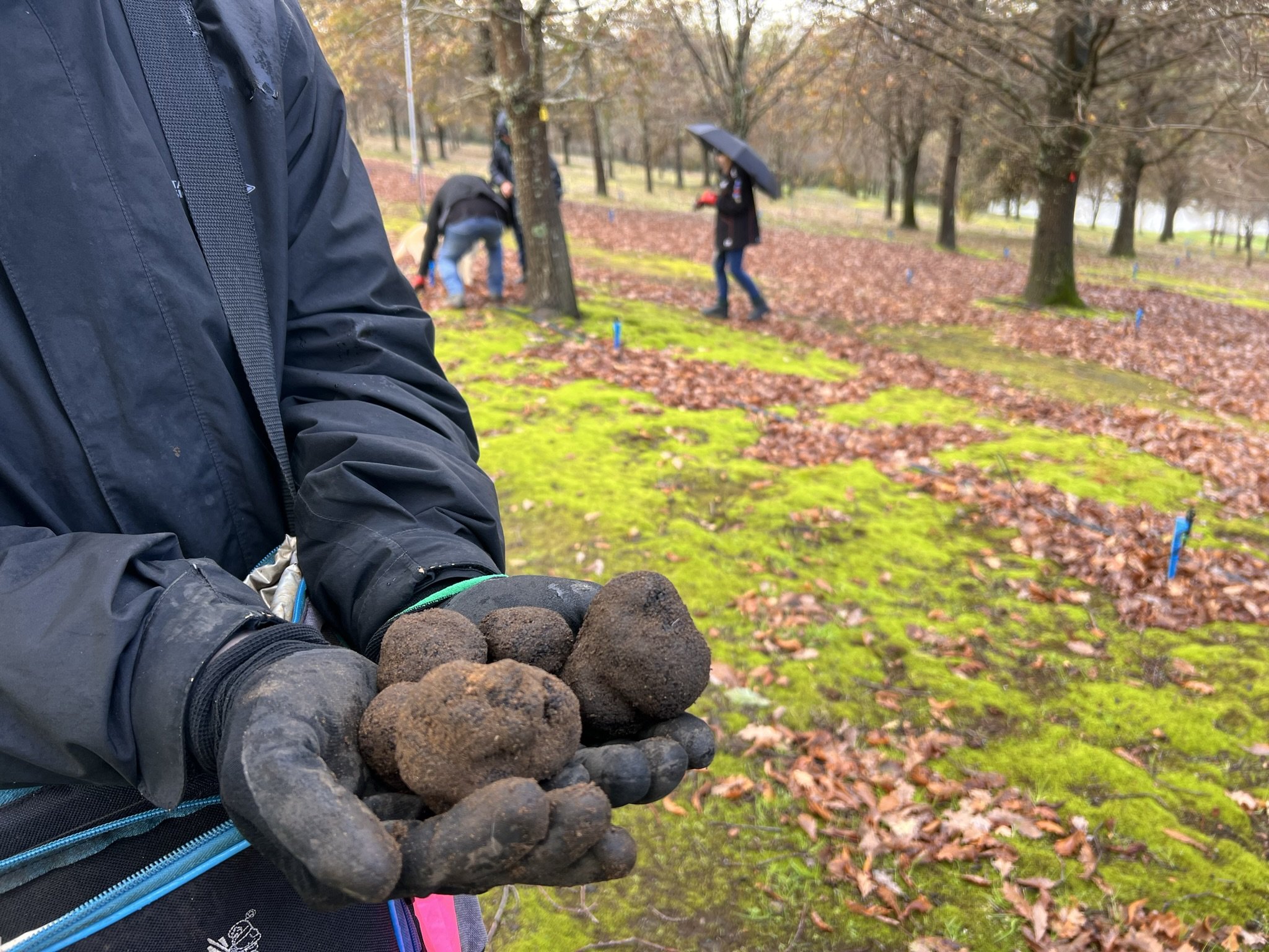 Truffle Tours — Forage Safaris