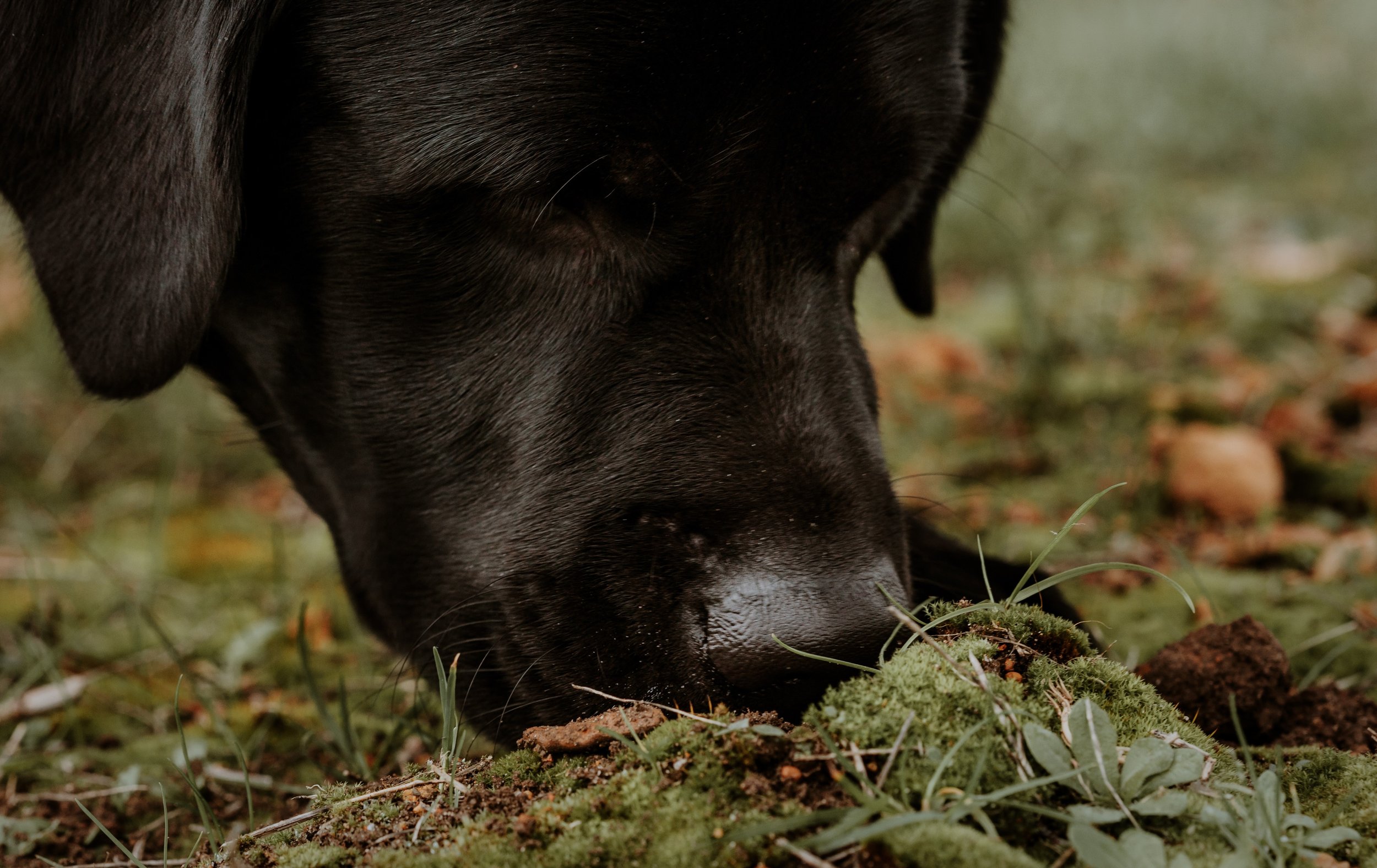 Truffle Tours — Forage Safaris