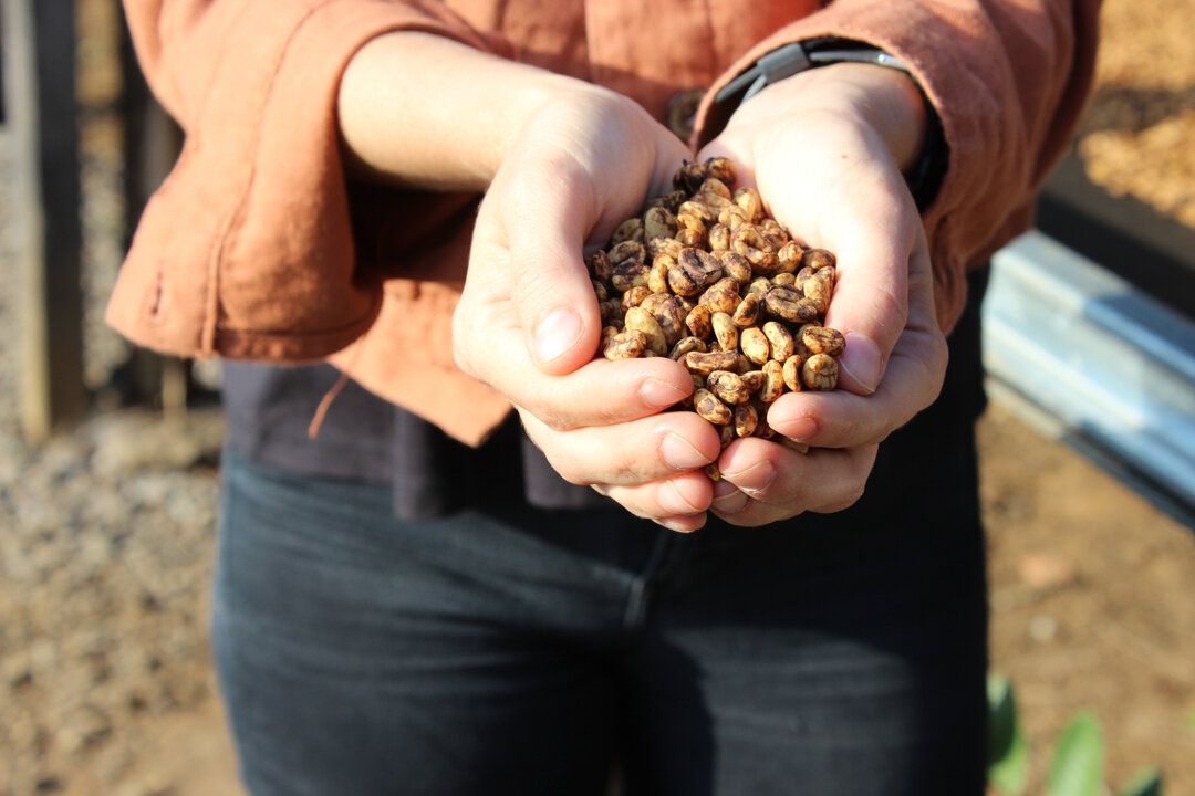 Tim Adams Specialty Coffee