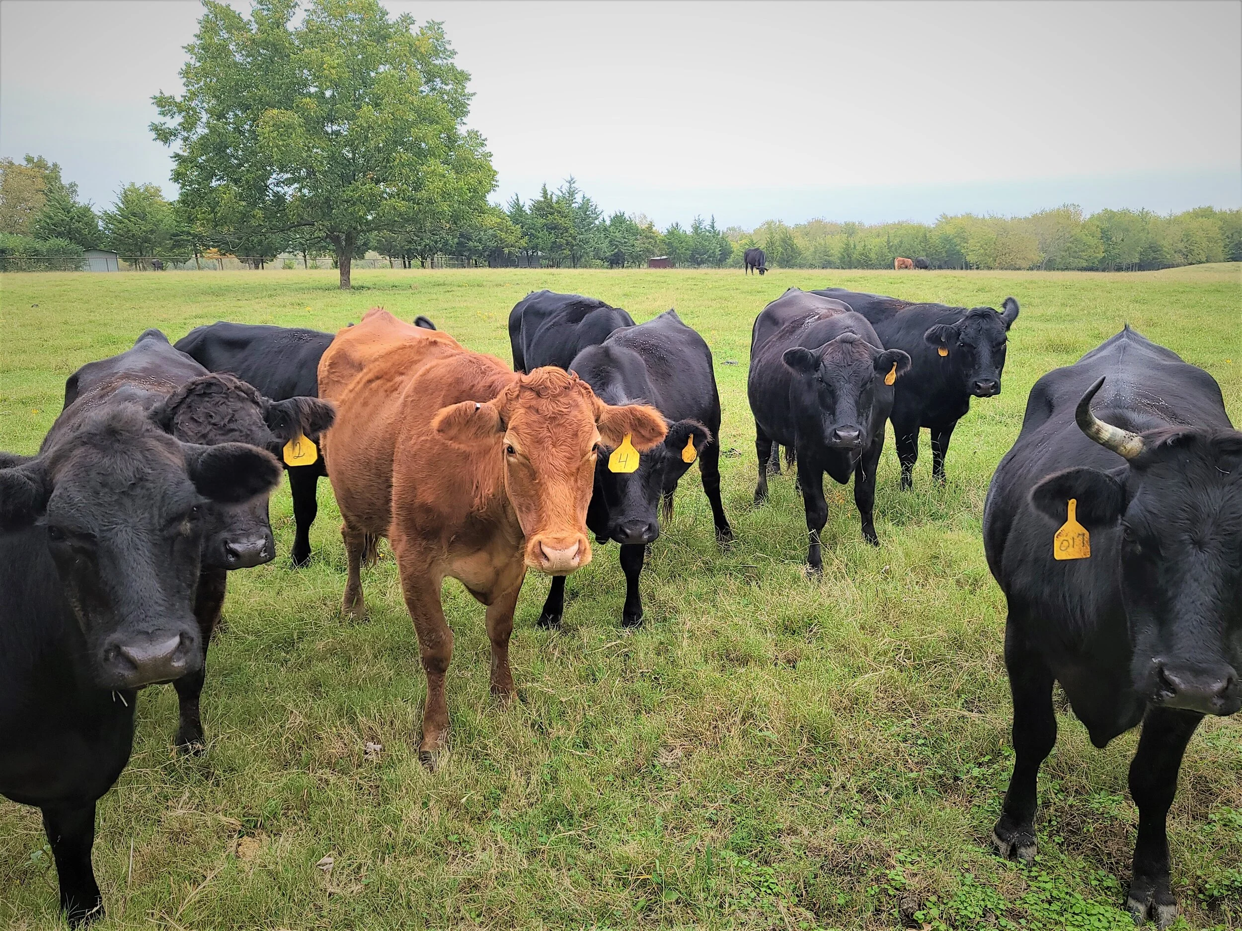 Cobbs Meat Processing