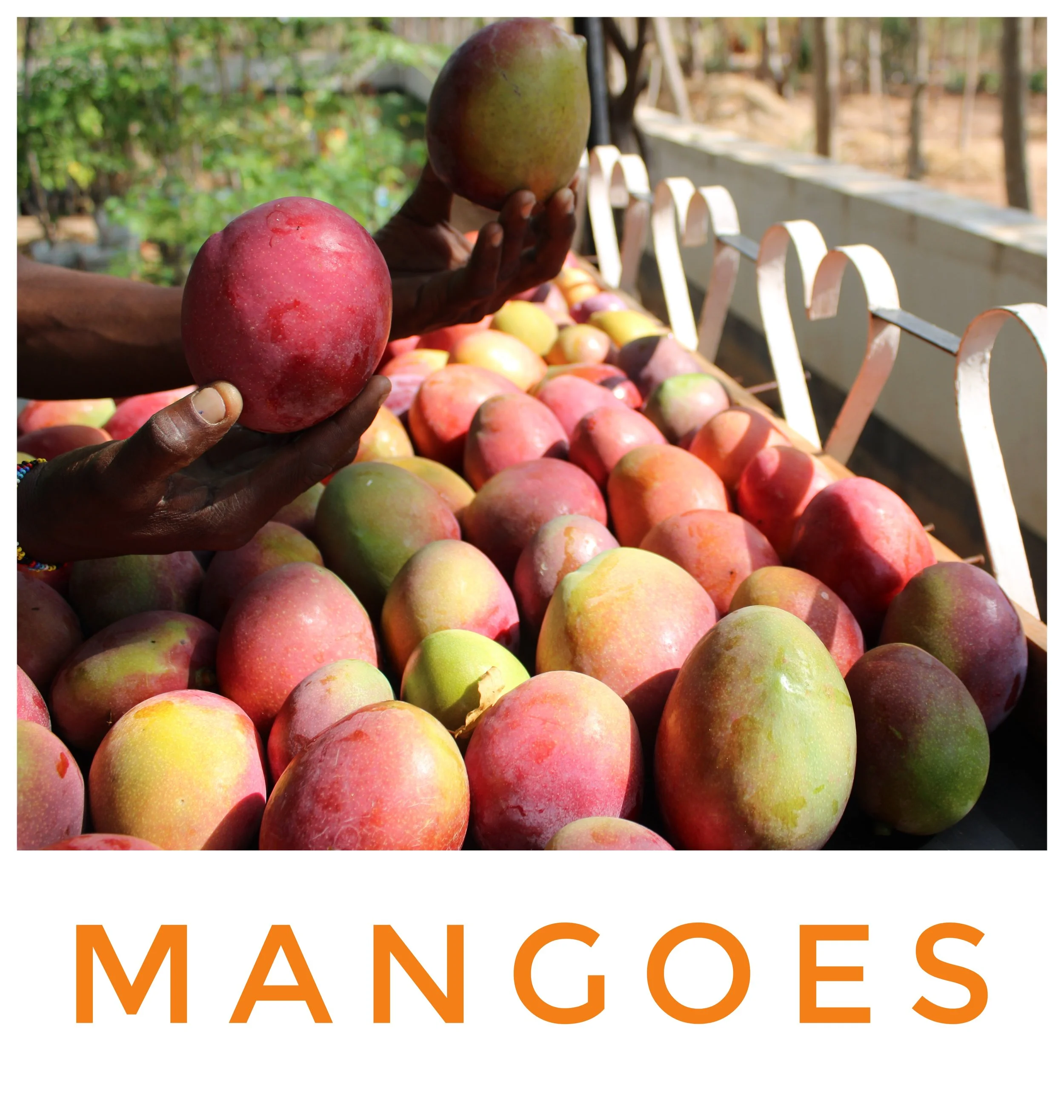 MANGOS, MANGOS EVERYWHERE! — Care of Creation Tanzania