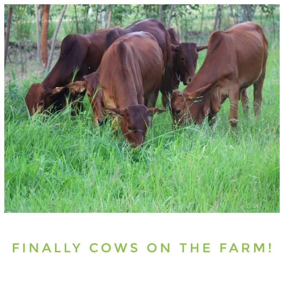 Finally Cows on the Farm! — Care of Creation Tanzania