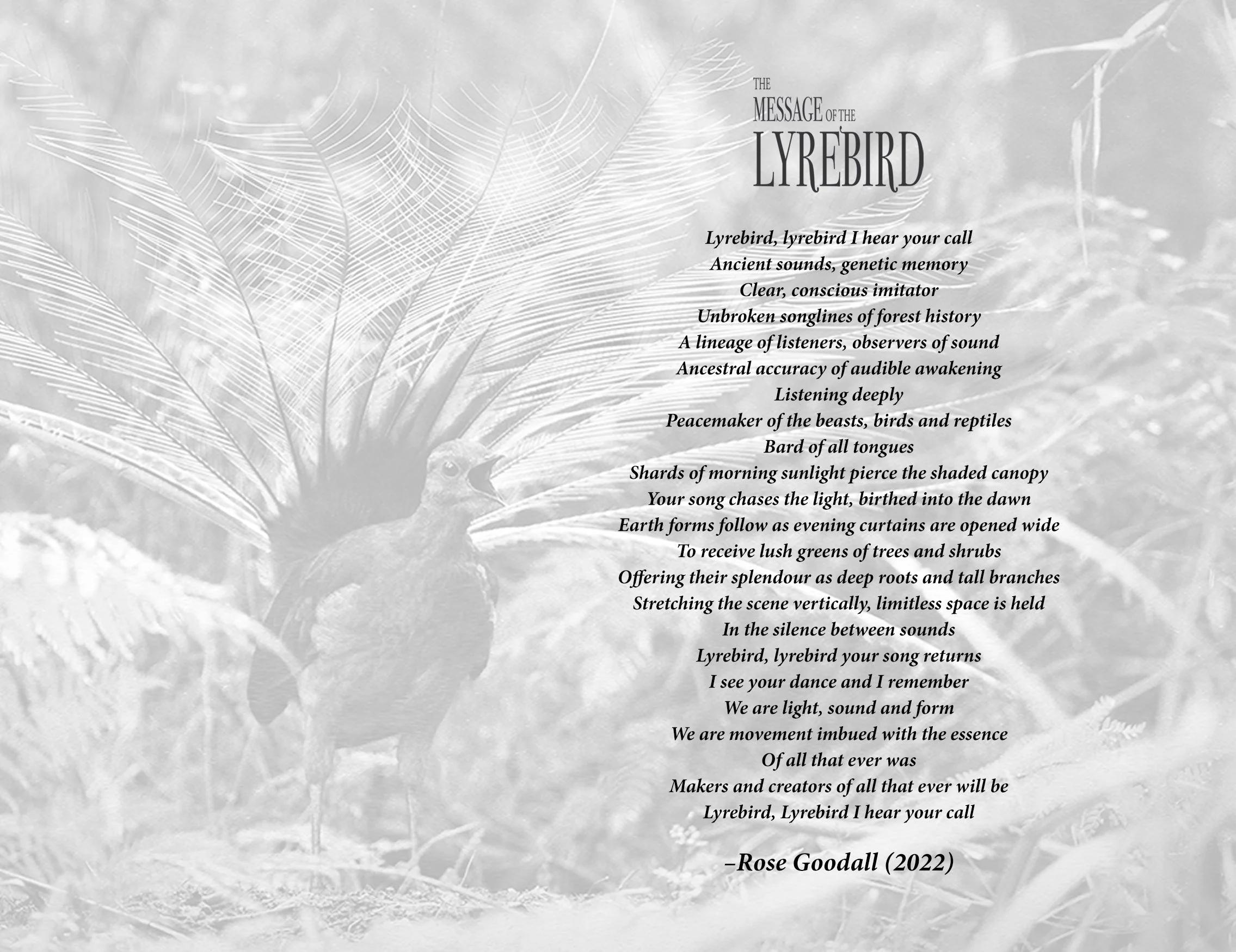 A poem inspired by ‘The Message of the Lyrebird’ — The Message of the ...