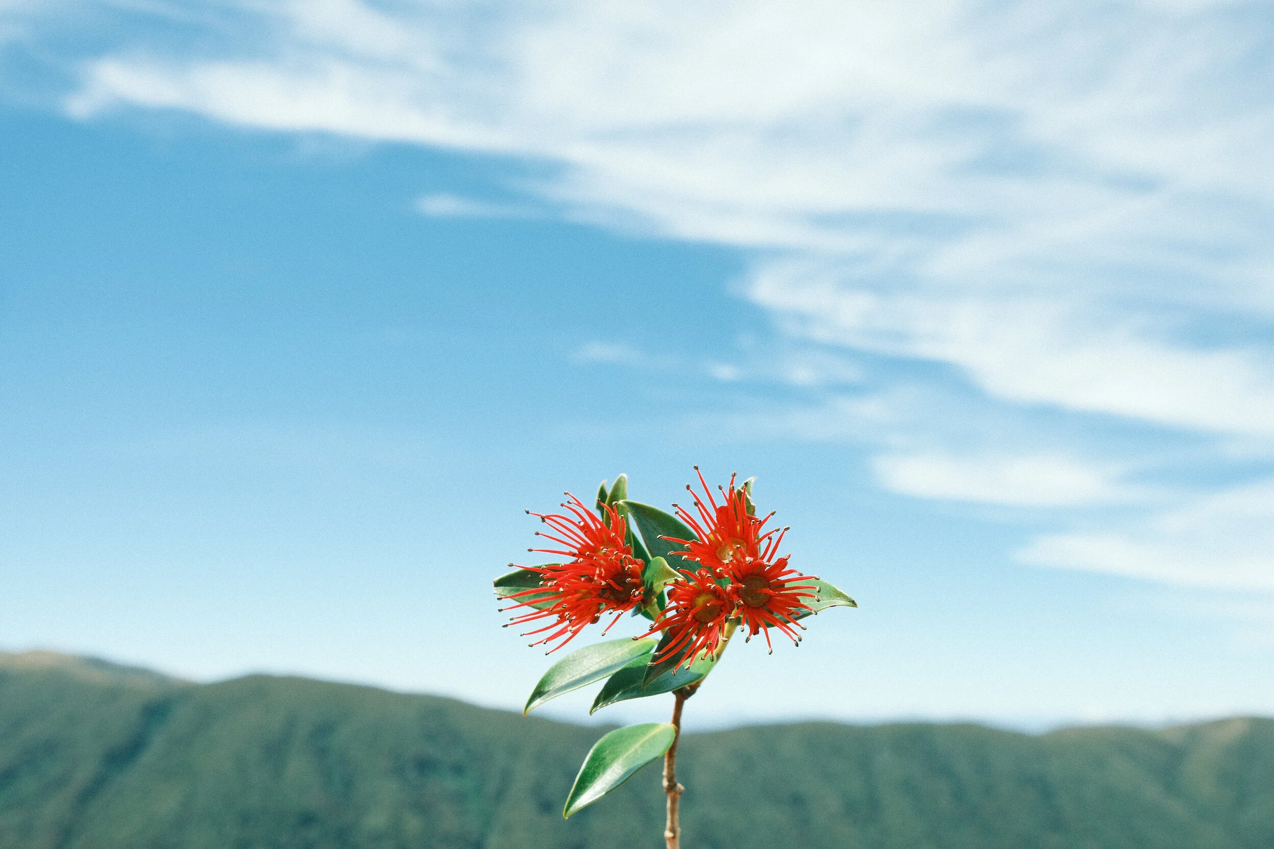 Paparoa Track — Paparoa Guided Walks