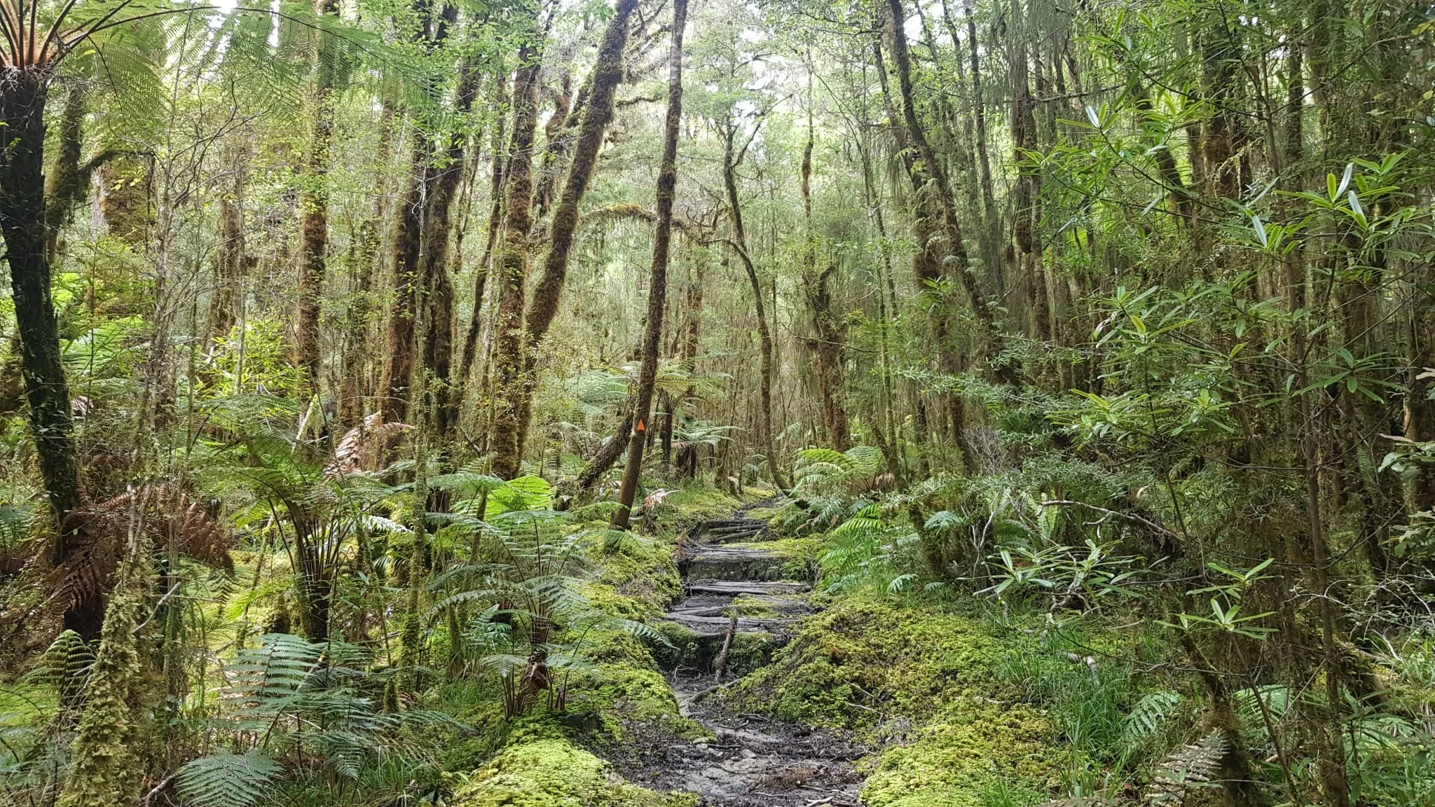 General 4 — Paparoa Guided Walks