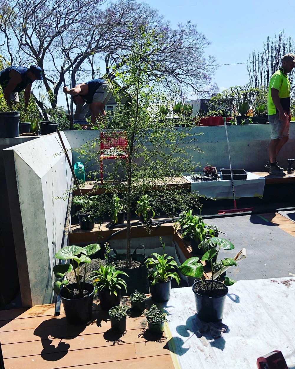 Birch Tree House — Emily Simpson Landscape Architecture