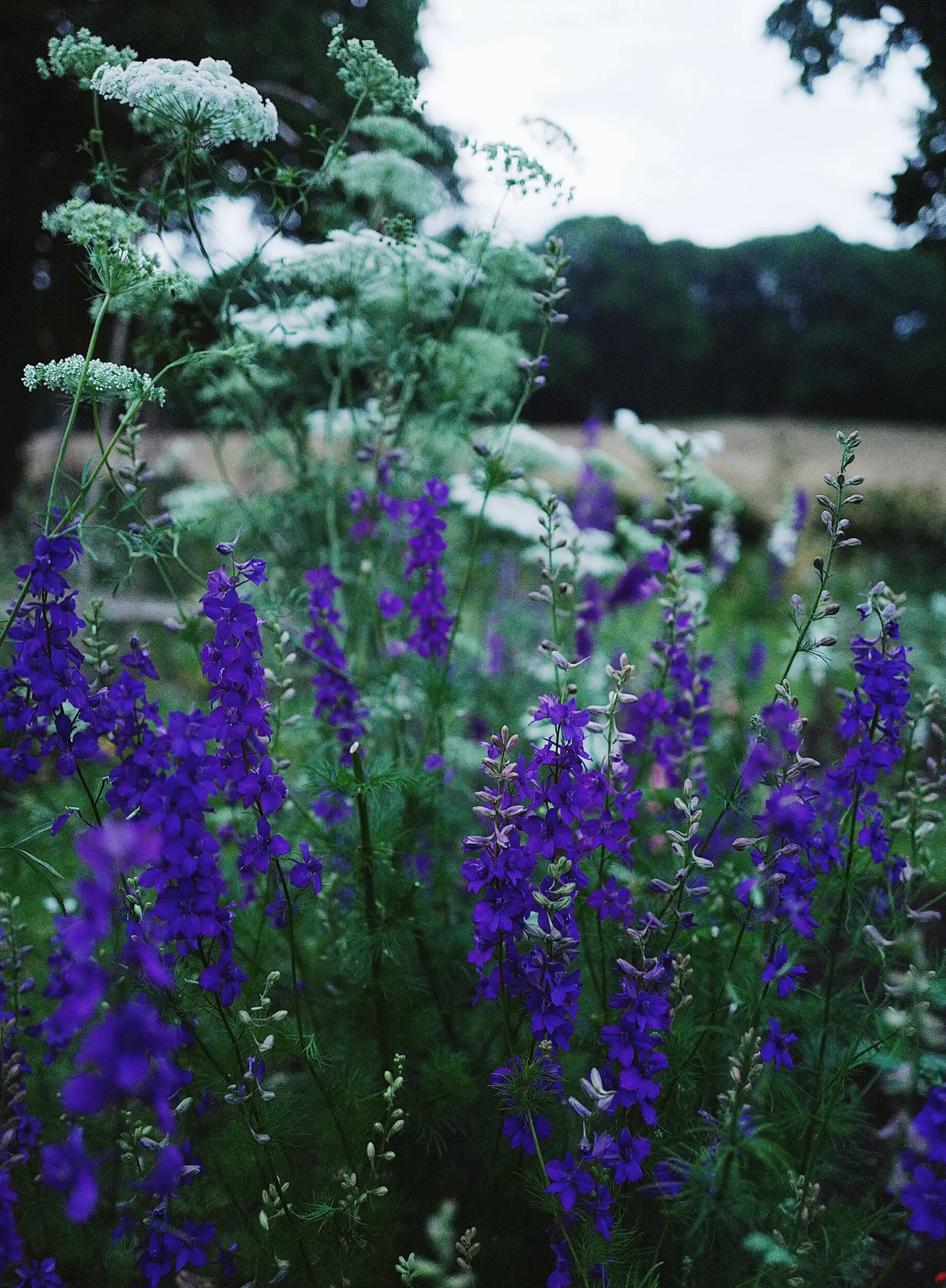 Amaranthus ‘Green Tails’ — ALMA | PROUST