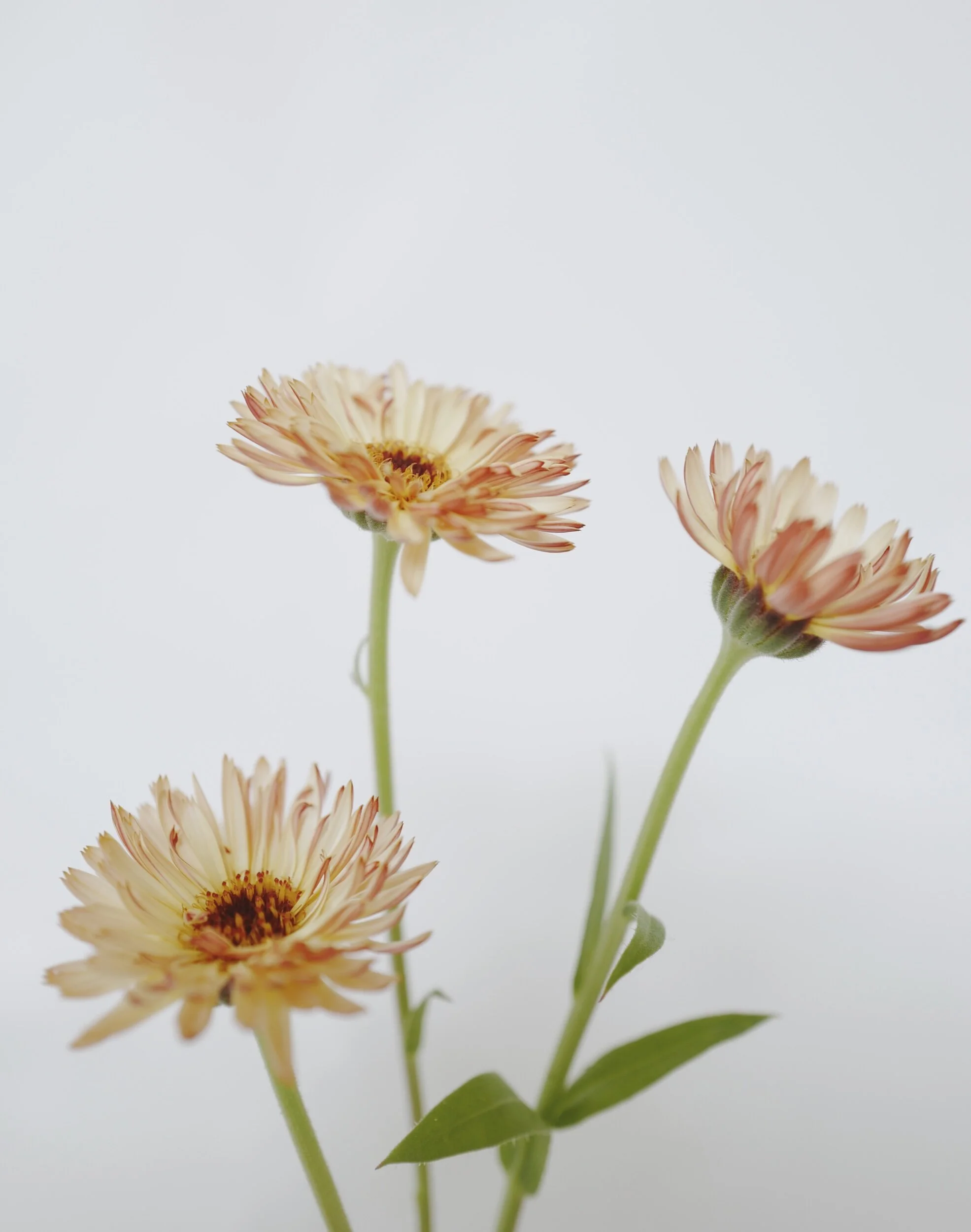 Calendula ‘Snow Princess’ — ALMA | PROUST