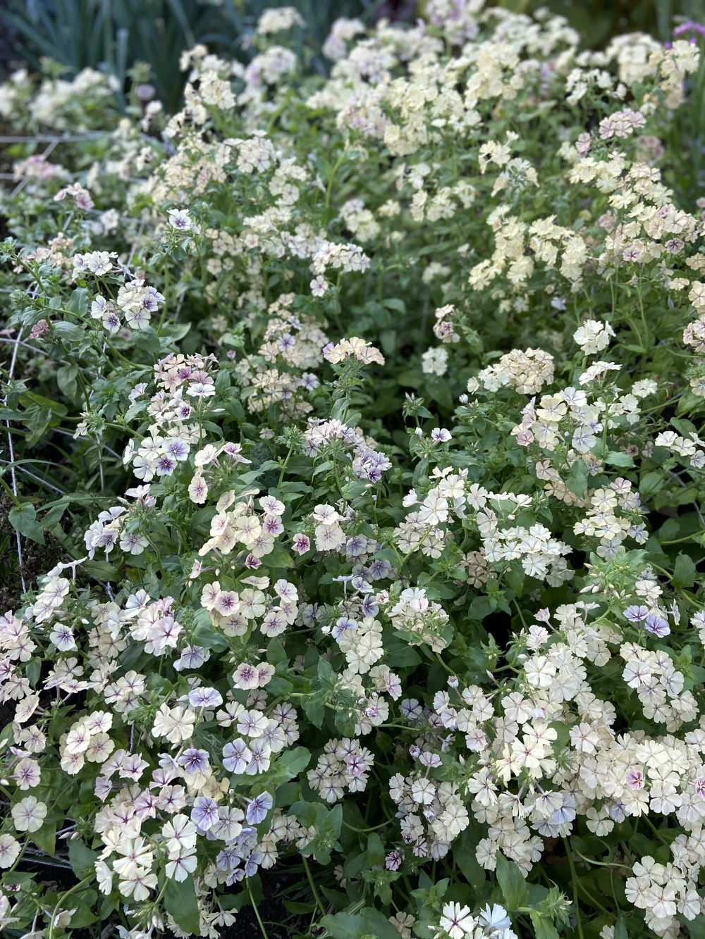 Phlox ‘Cherry Caramel’ — ALMA | PROUST