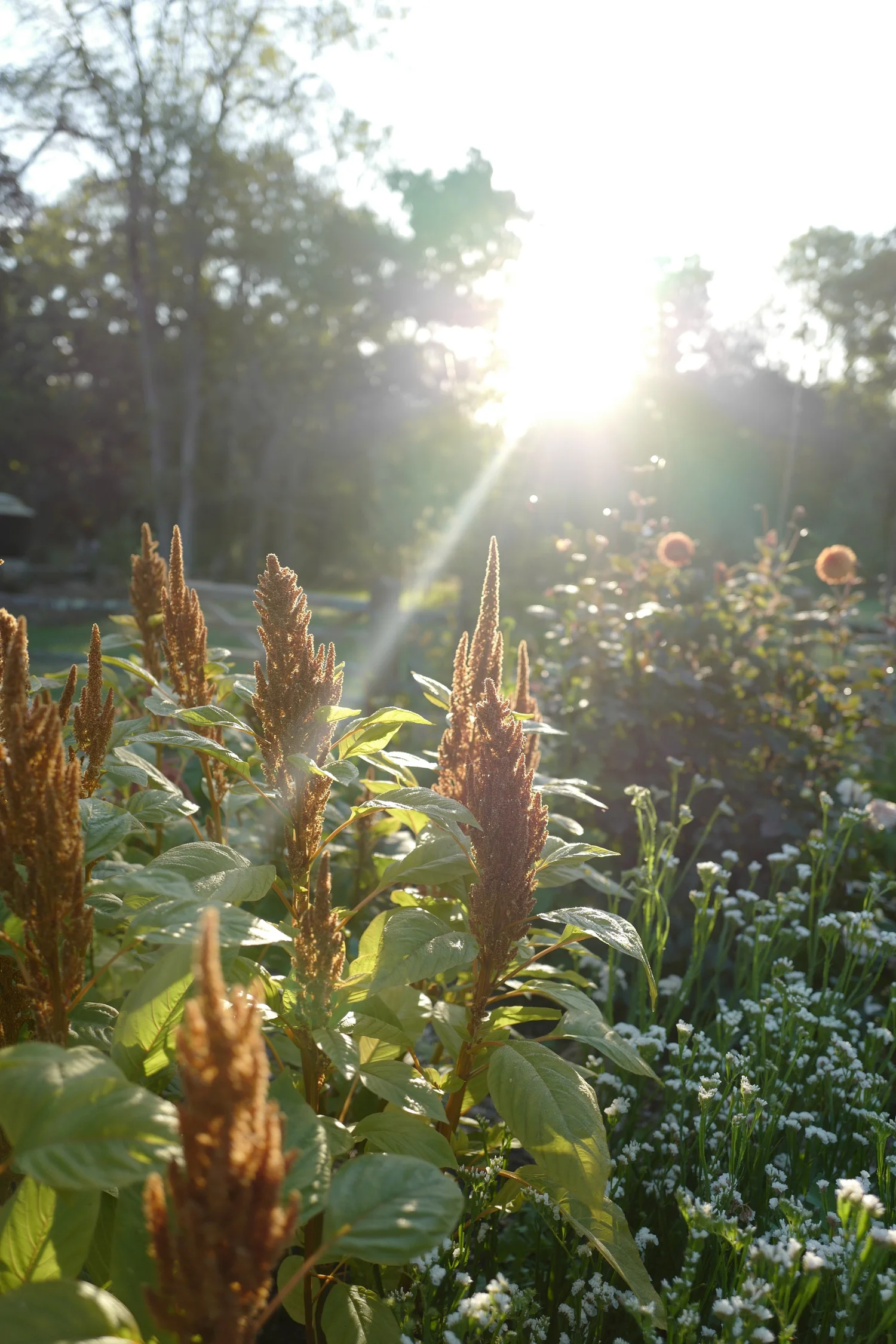 Poppy 'Amazing Grey' — ALMA | PROUST