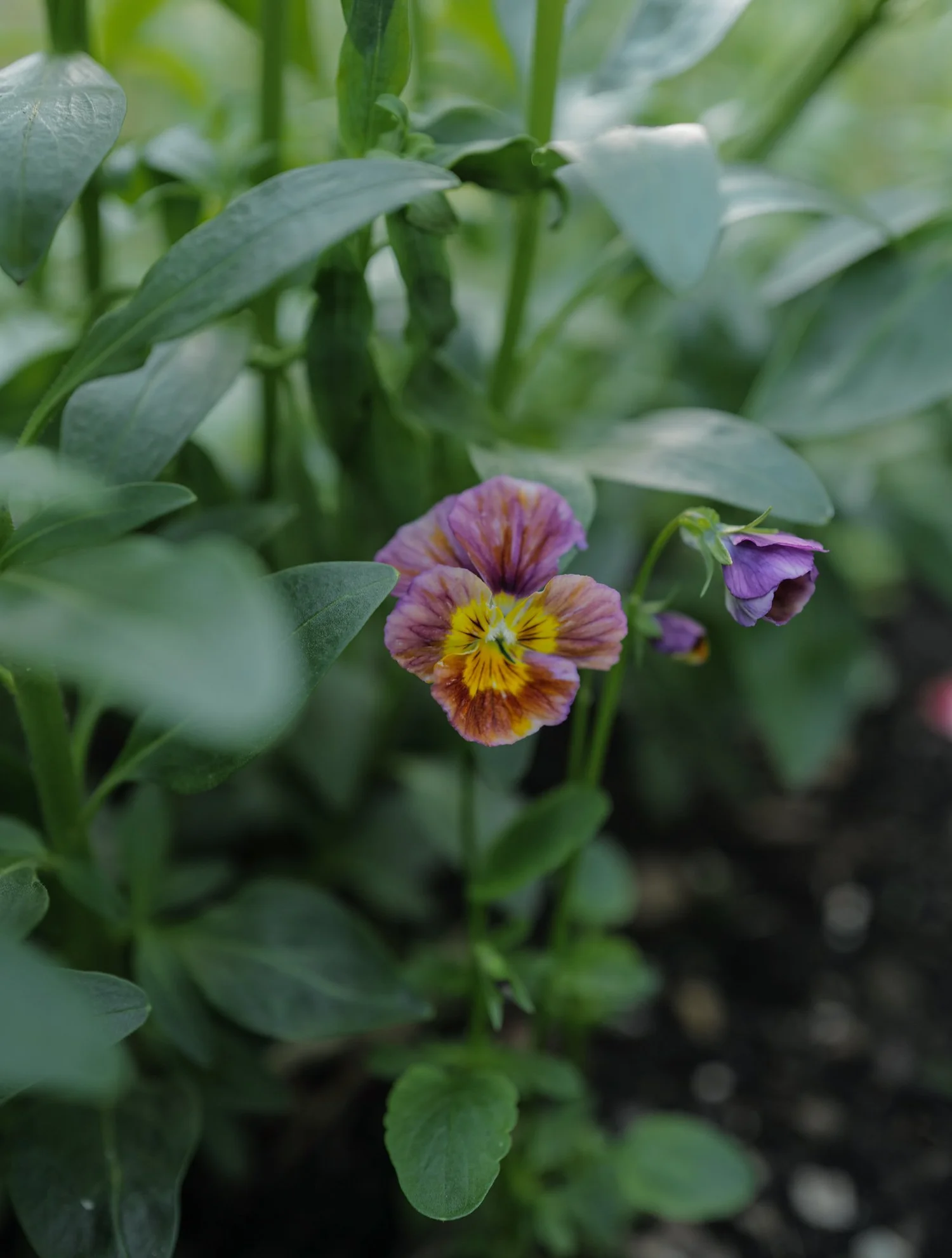 Phlox ‘Cherry Caramel’ — ALMA | PROUST