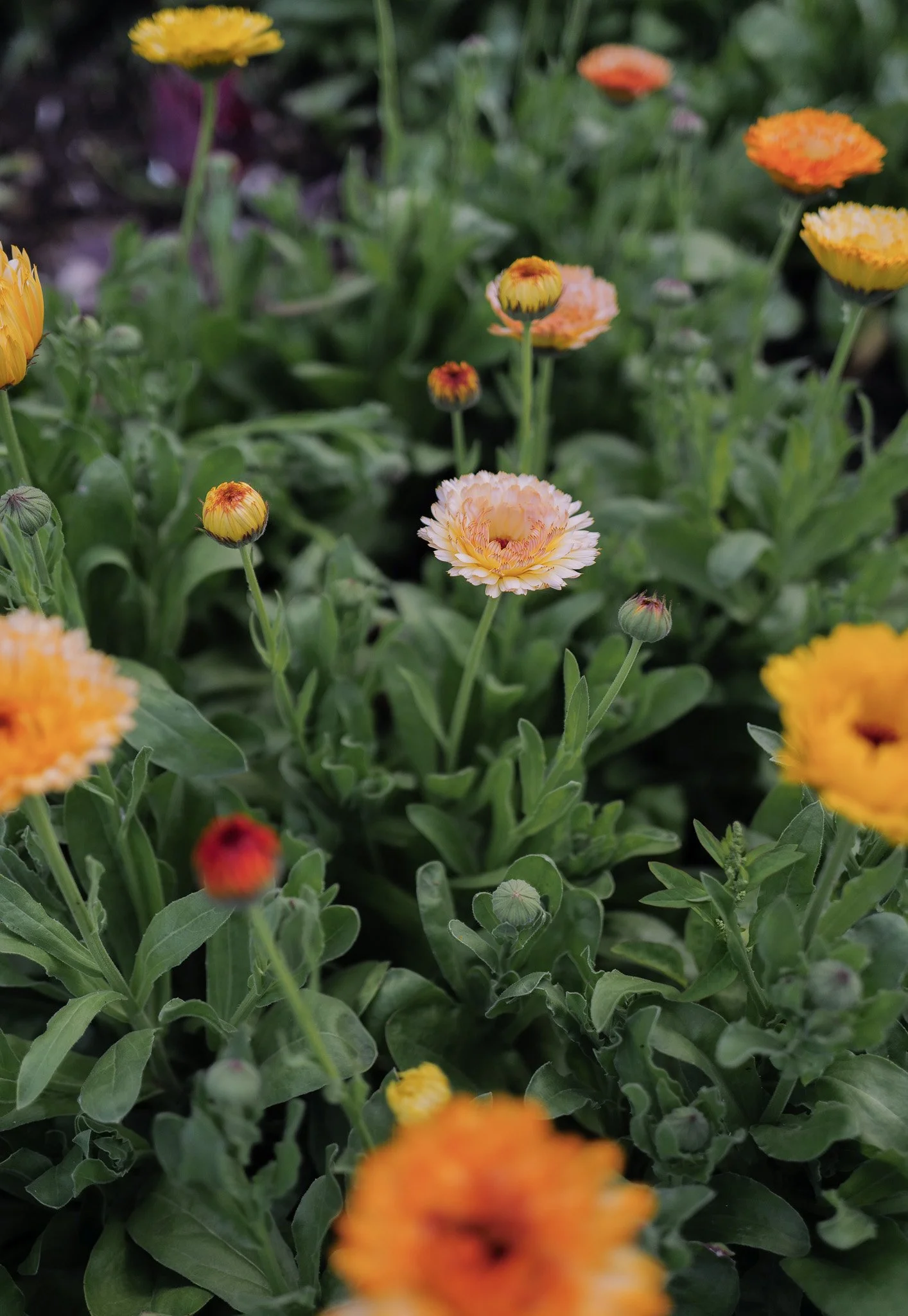 Phlox ‘Cherry Caramel’ — ALMA | PROUST