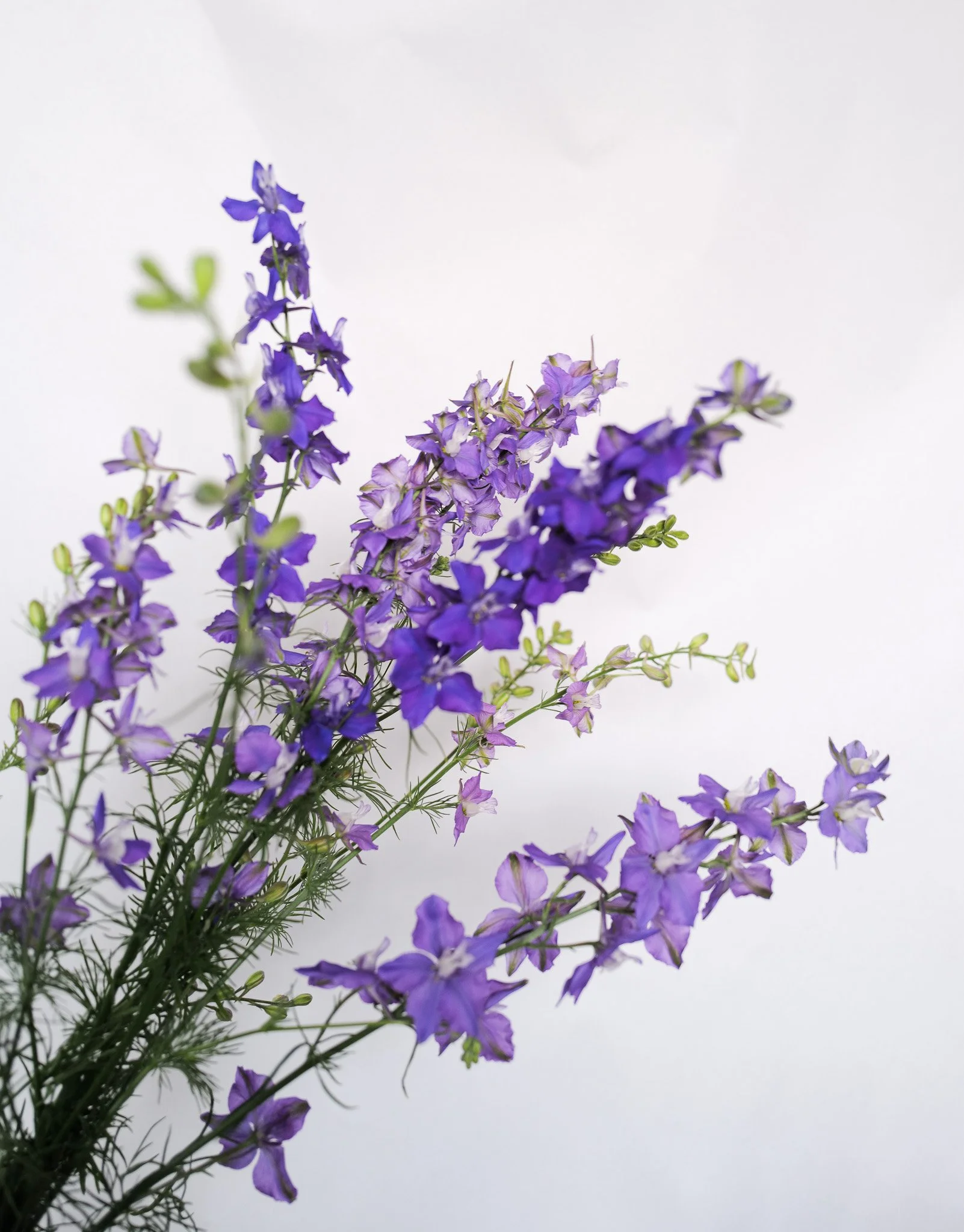 Amaranthus ‘Green Tails’ — ALMA | PROUST
