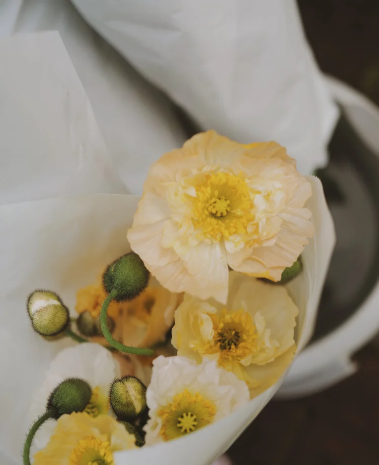 Poppy 'Amazing Grey' — ALMA | PROUST