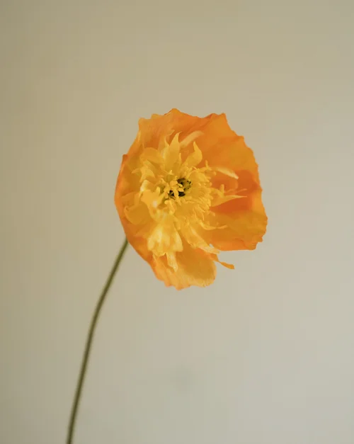Poppy 'Amazing Grey' — ALMA | PROUST