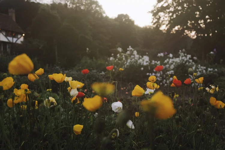 Poppy 'Amazing Grey' — ALMA | PROUST