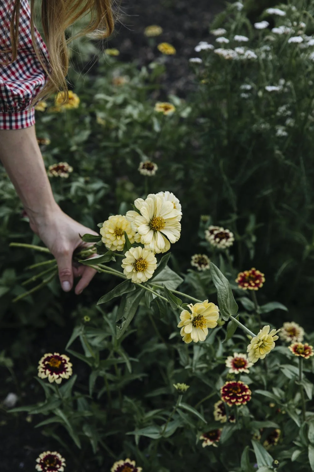 Zinnia ‘Zinderella Lilac’ — ALMA | PROUST