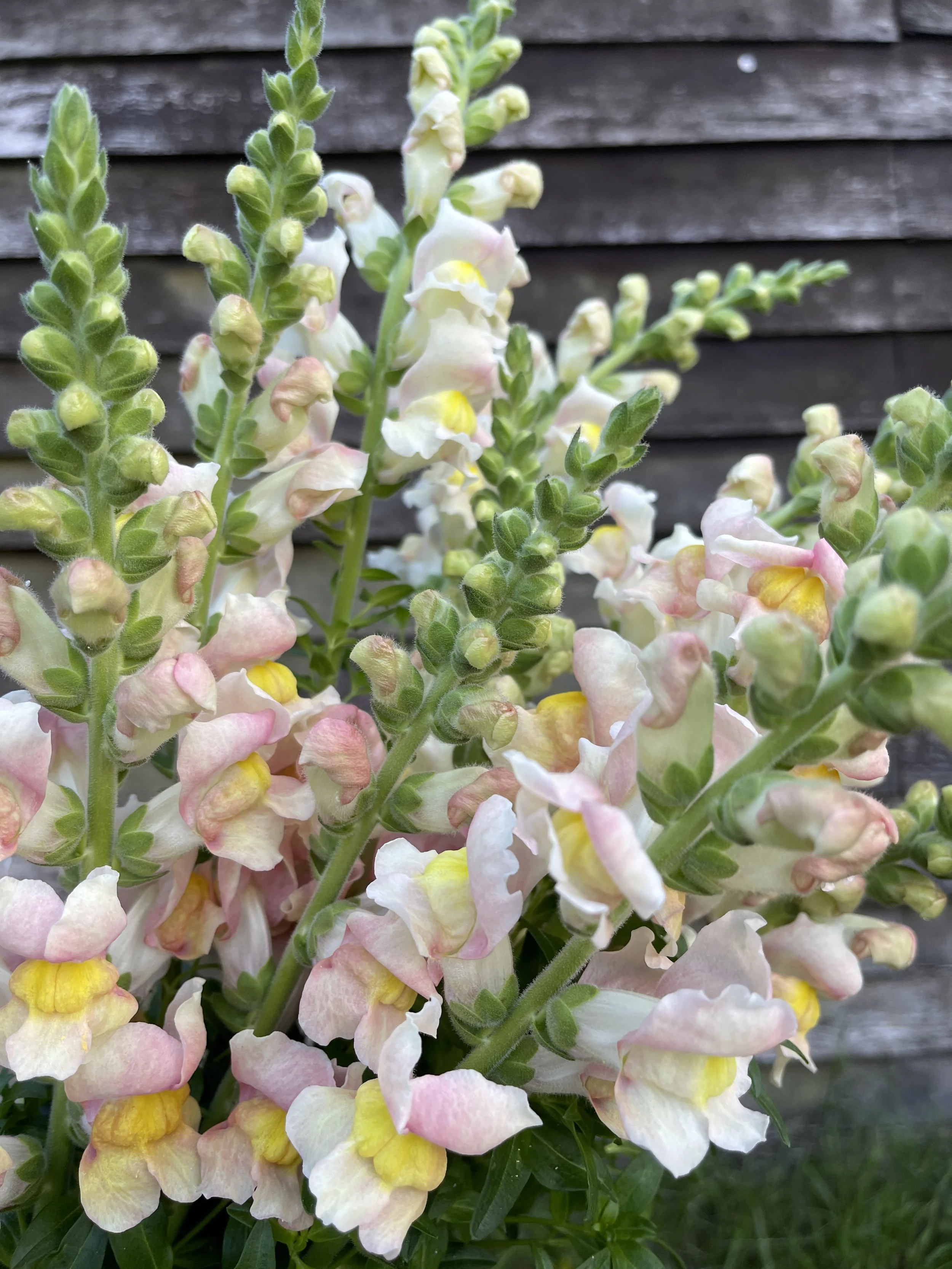 Calendula ‘Snow Princess’ — ALMA | PROUST