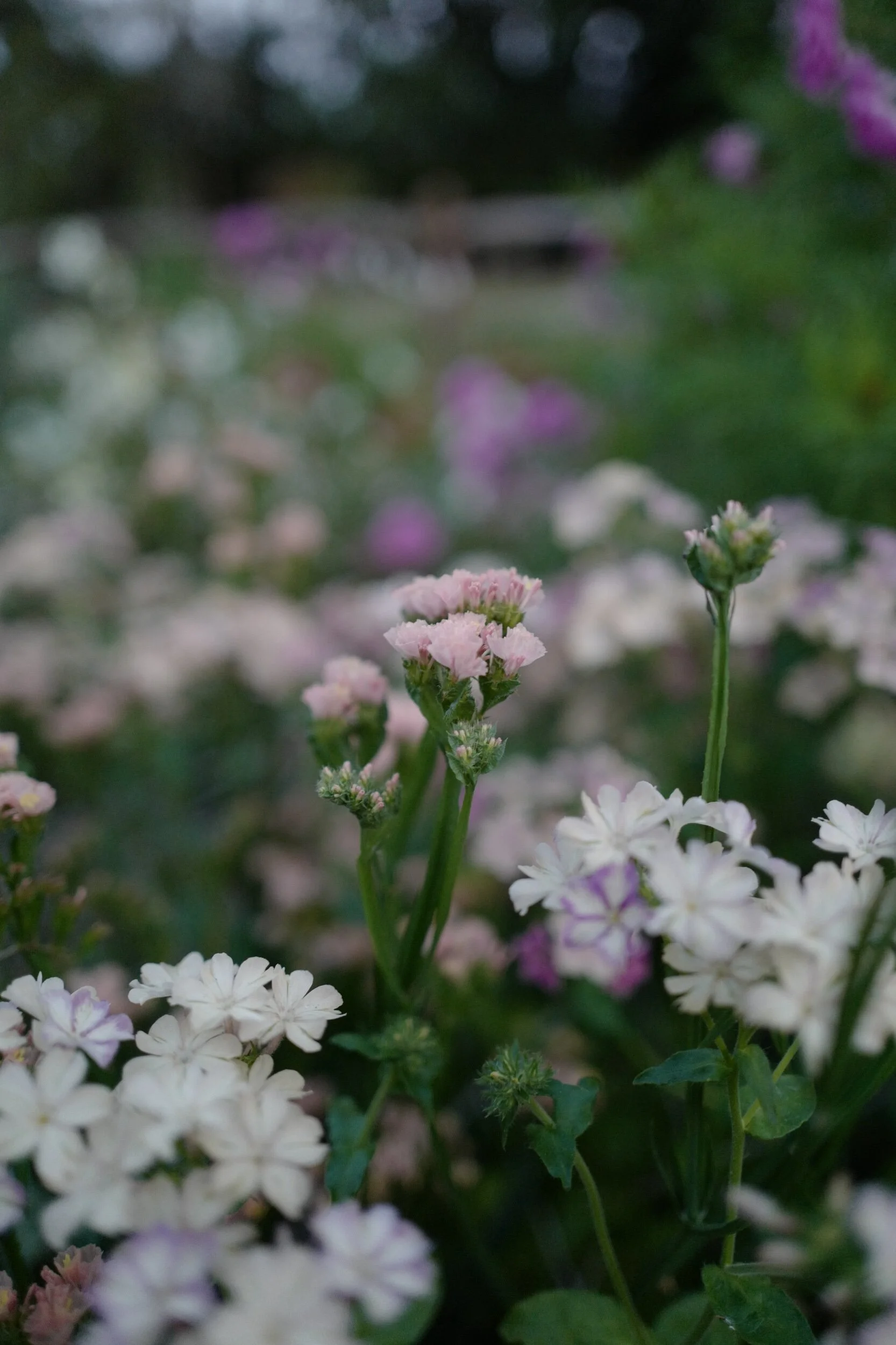 Gomphrena (Globe Amaranth) 'Rose' — ALMA | PROUST