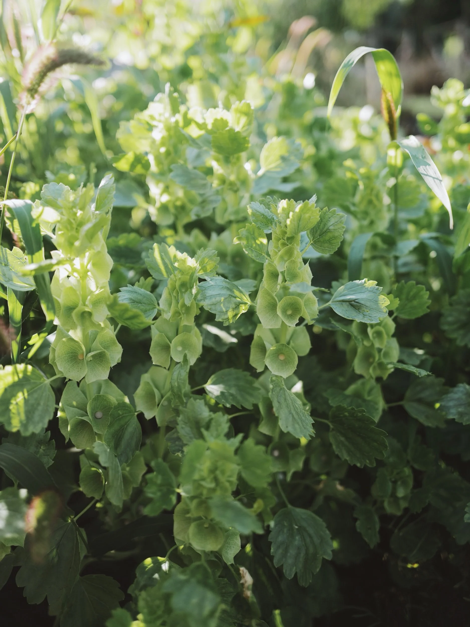 Poppy 'Amazing Grey' — ALMA | PROUST