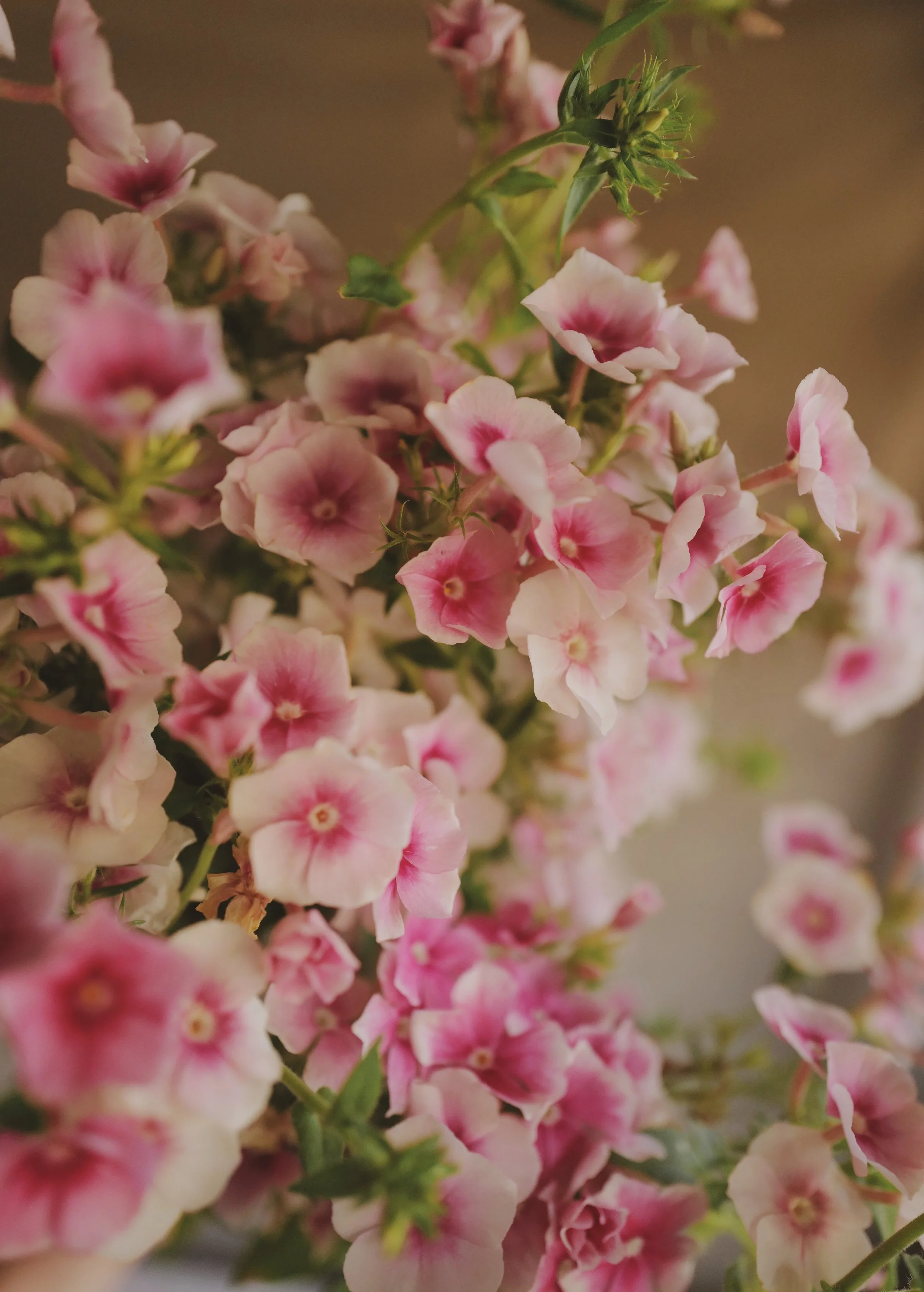 Cosmos ‘Apricot Lemonade’ — ALMA | PROUST