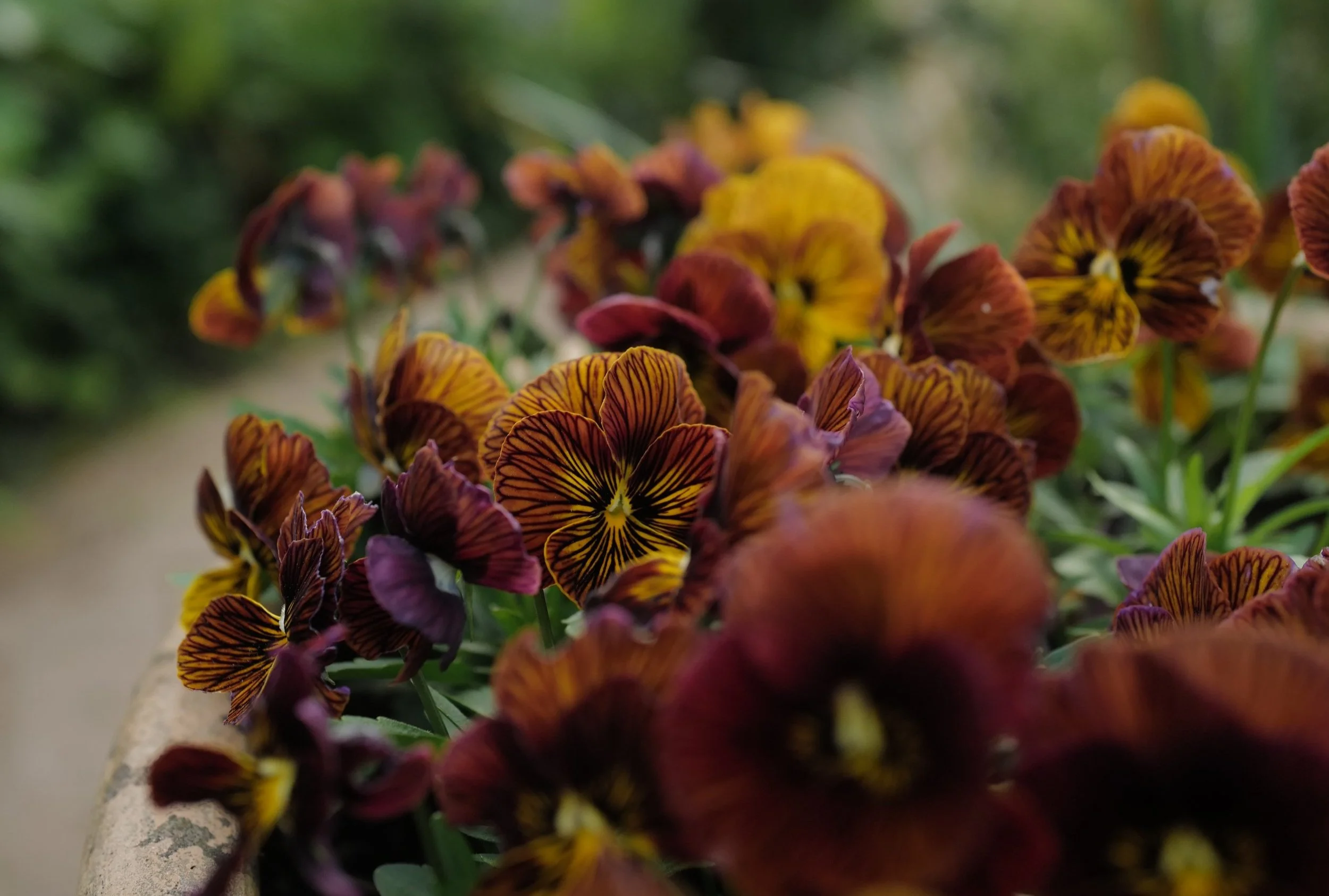 How to Germinate Viola Seeds: A Beginner-Friendly Guide — ALMA | PROUST
