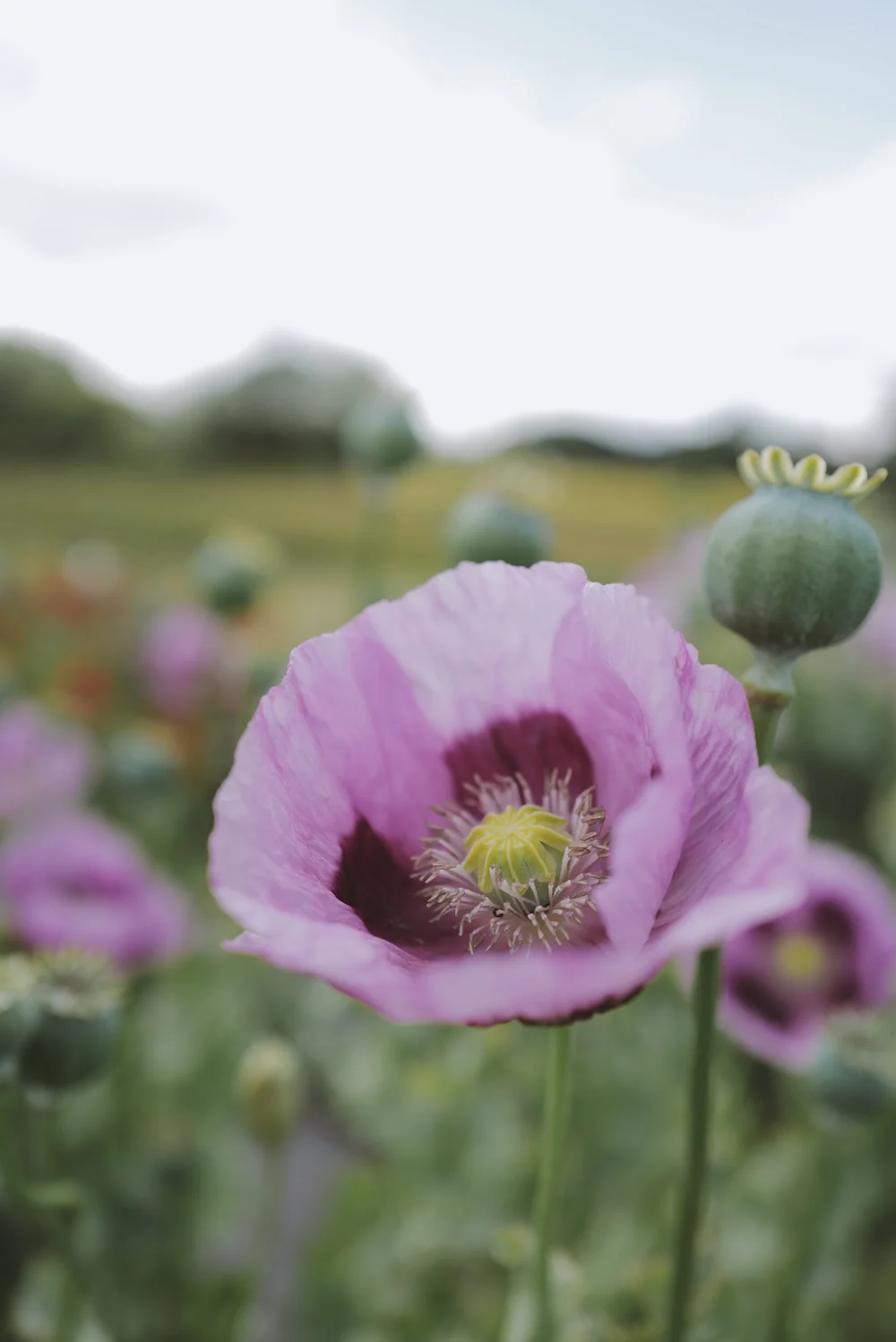 Poppy 'Amazing Grey' — ALMA | PROUST